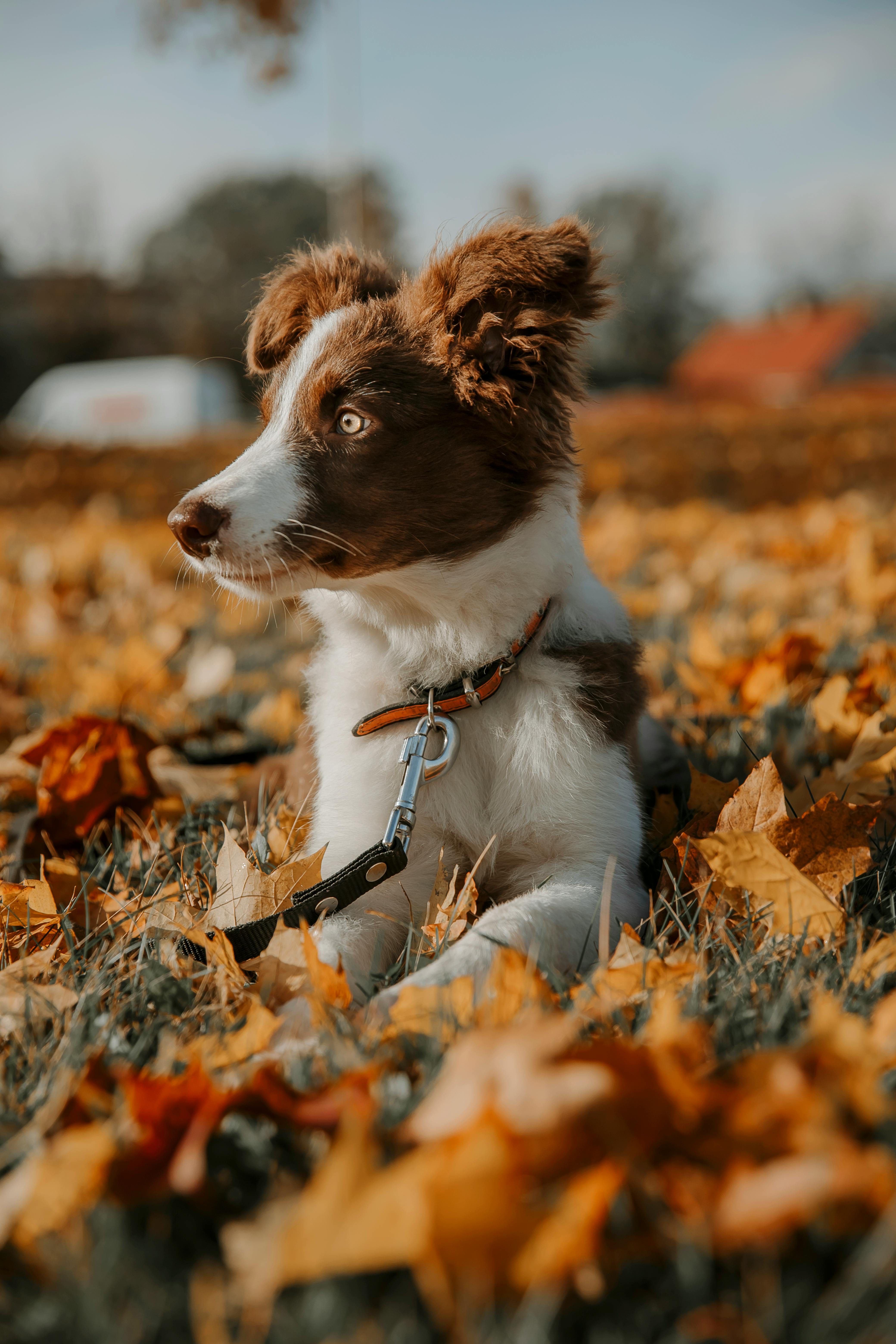 Foto de stock gratuita sobre adorable, al aire libre, amigo peludo ...