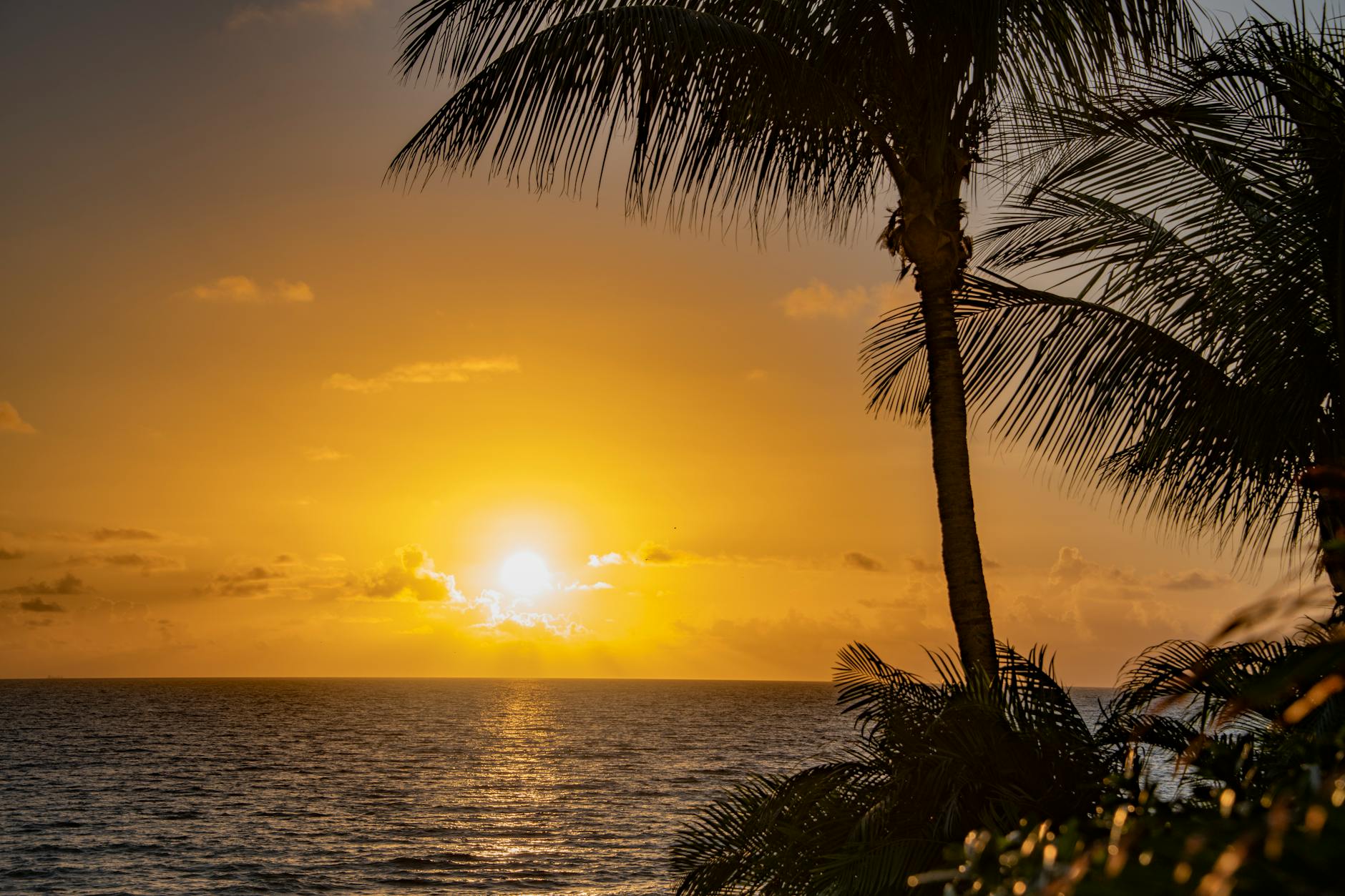 Free Stock Photo Of Palm Tree Sunrise free-stock-photo-of-palm-tree-sunrise