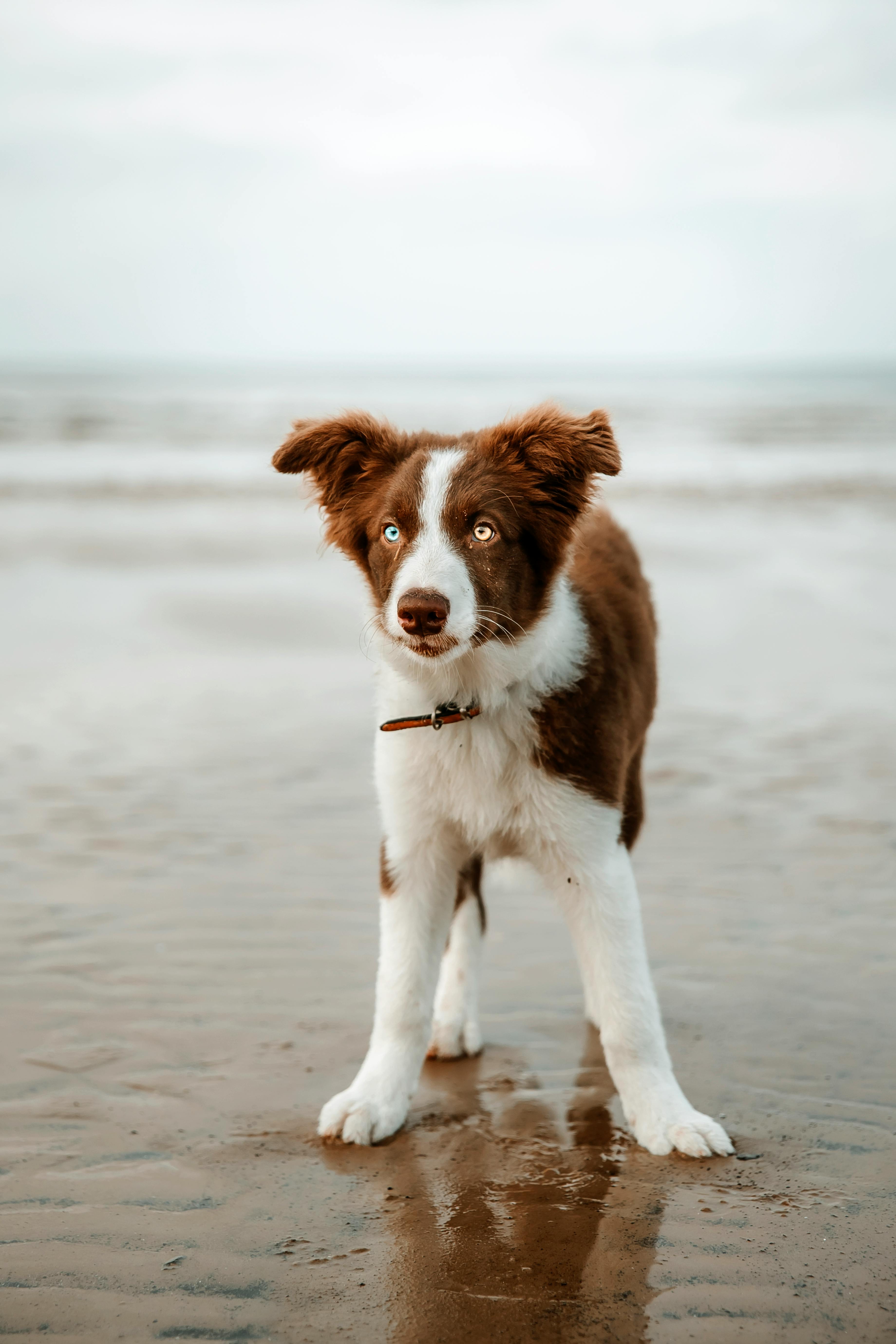 Schattige Puppy Op Strand Photos, Download The BEST Free Schattige ...