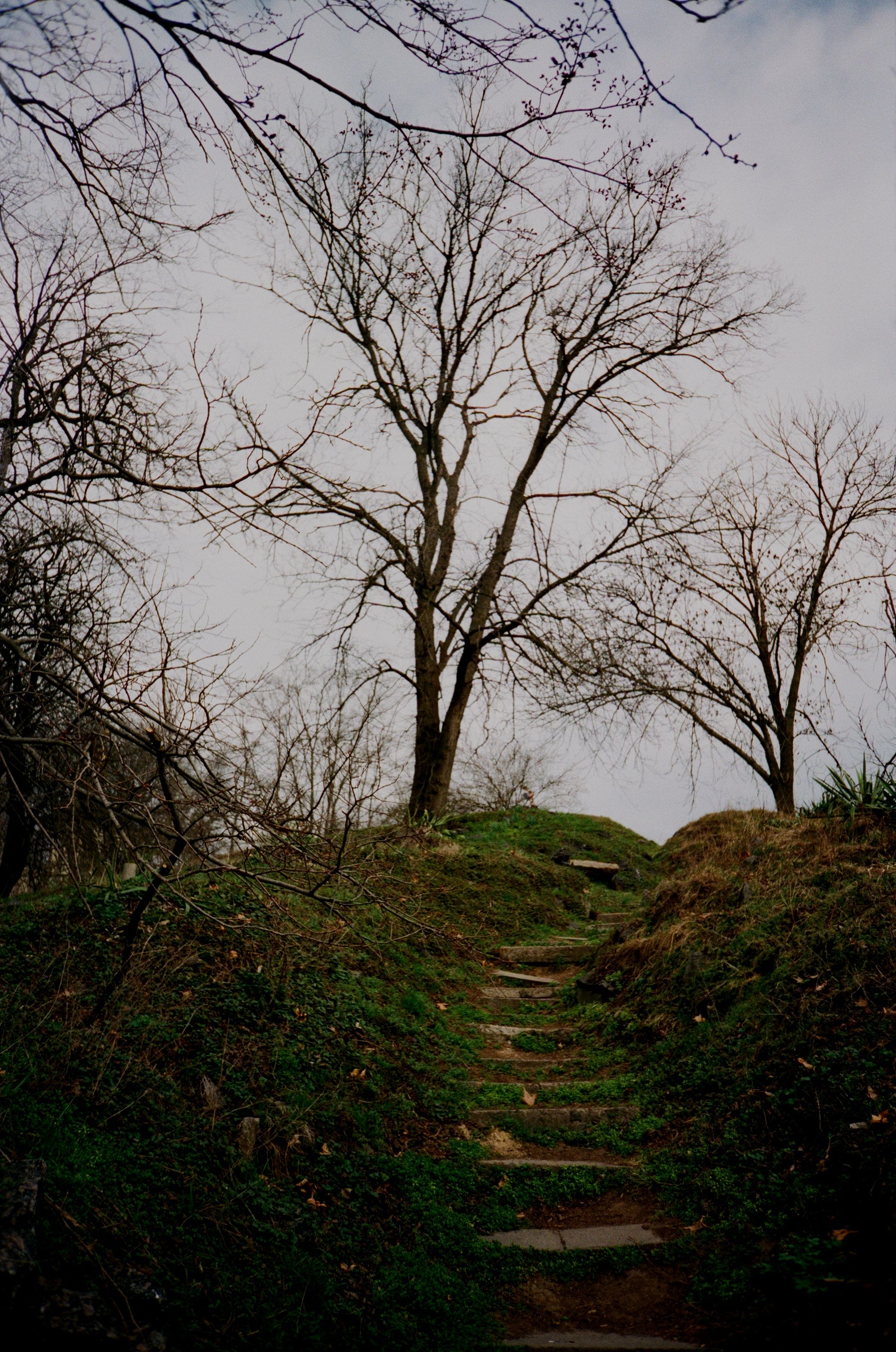 A path leading up to a hill with trees · Free Stock Photo