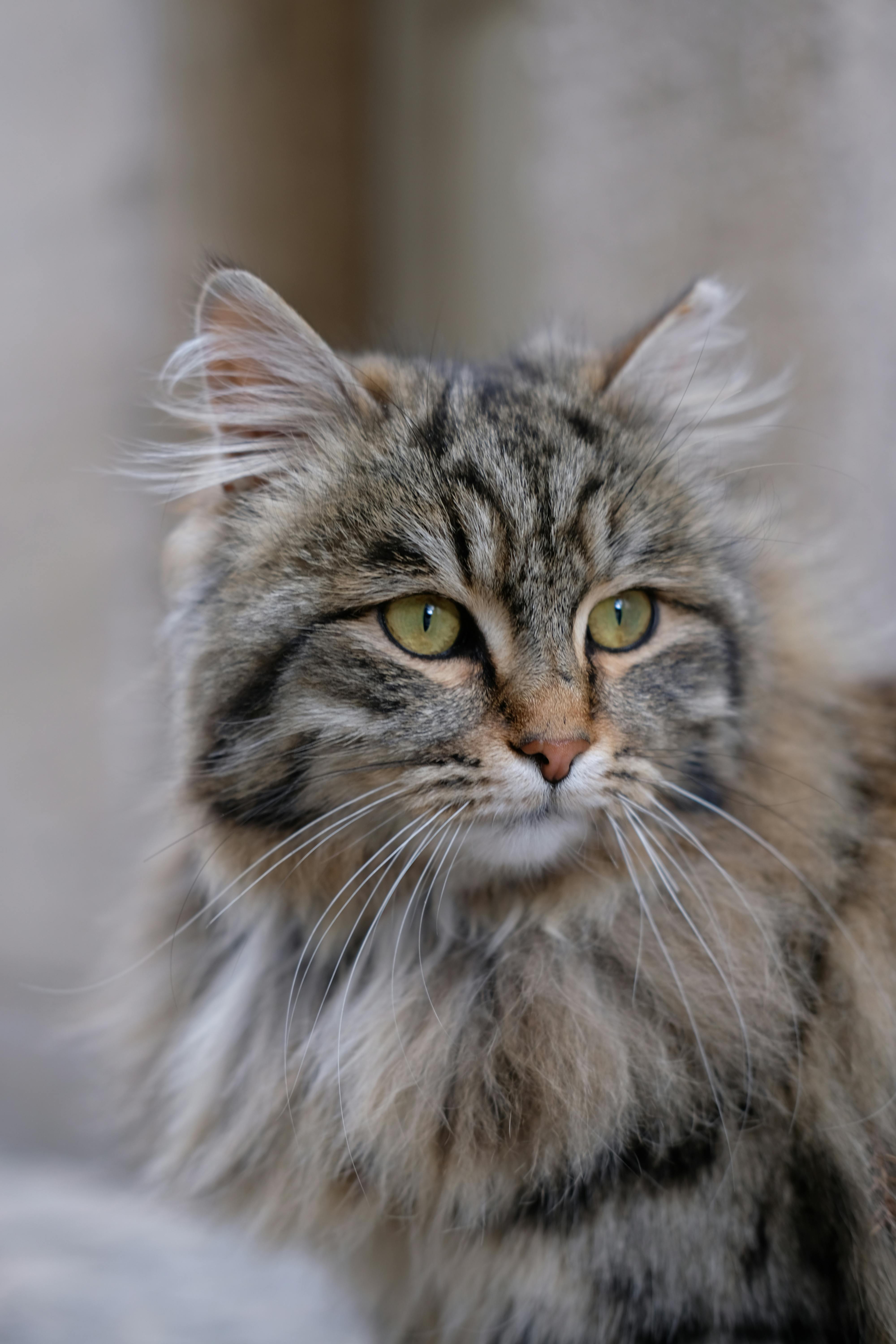 A Side View of a Cute Gray Cat · Free Stock Photo