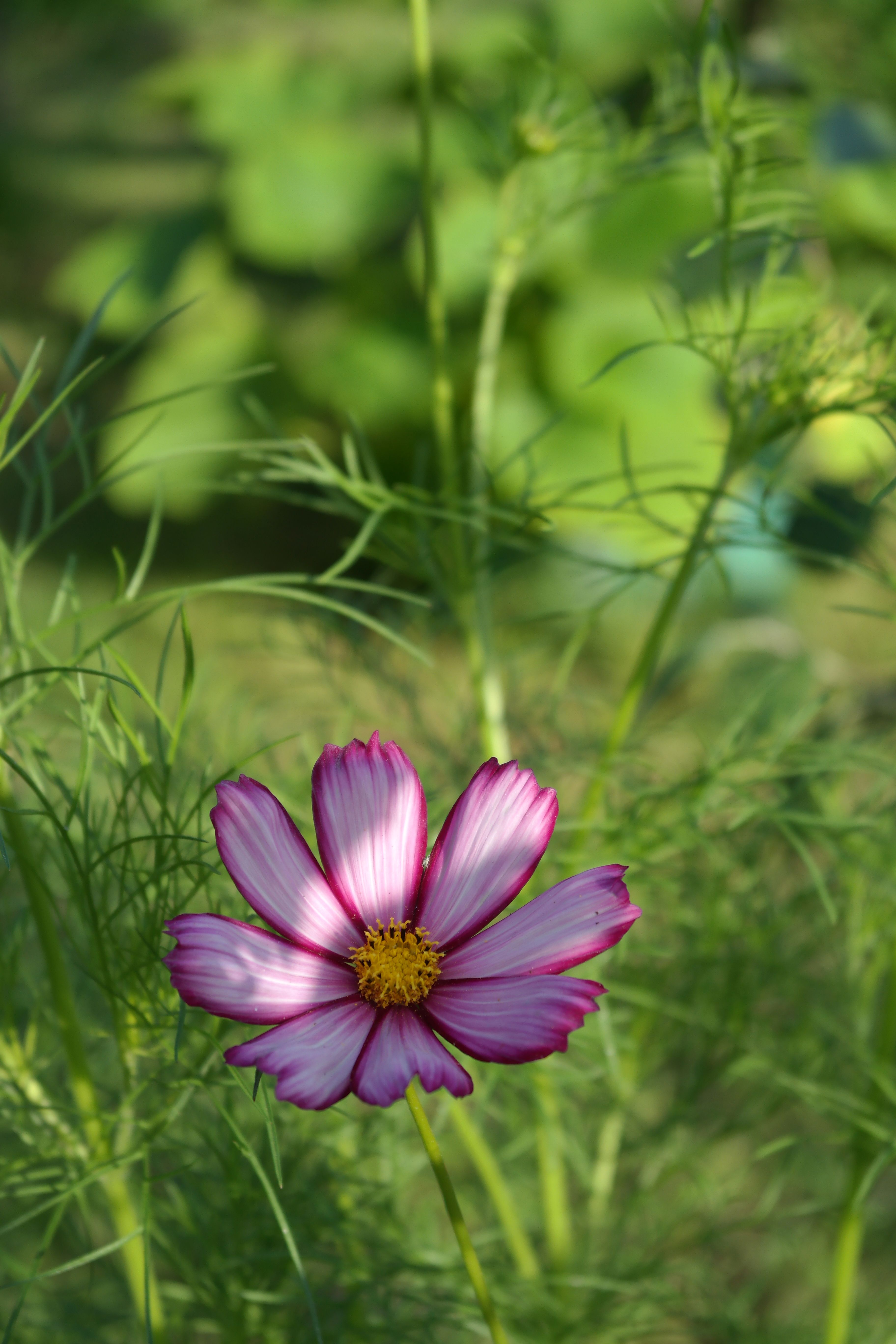 Dalia Buchau Photos, Download The BEST Free Dalia Buchau Stock Photos ...