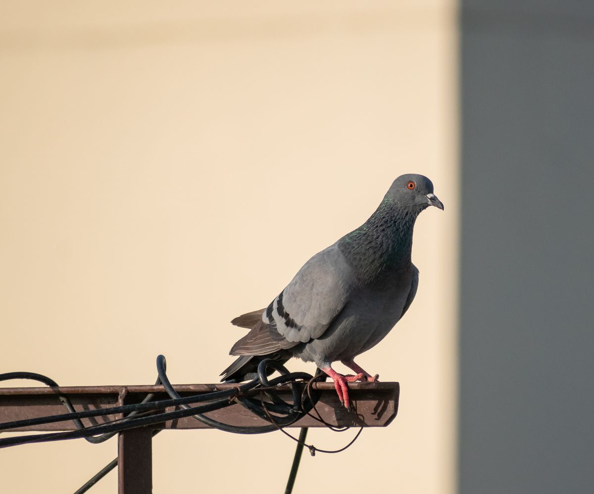 Pigeon On Wire Photos, Download The BEST Free Pigeon On Wire Stock ...