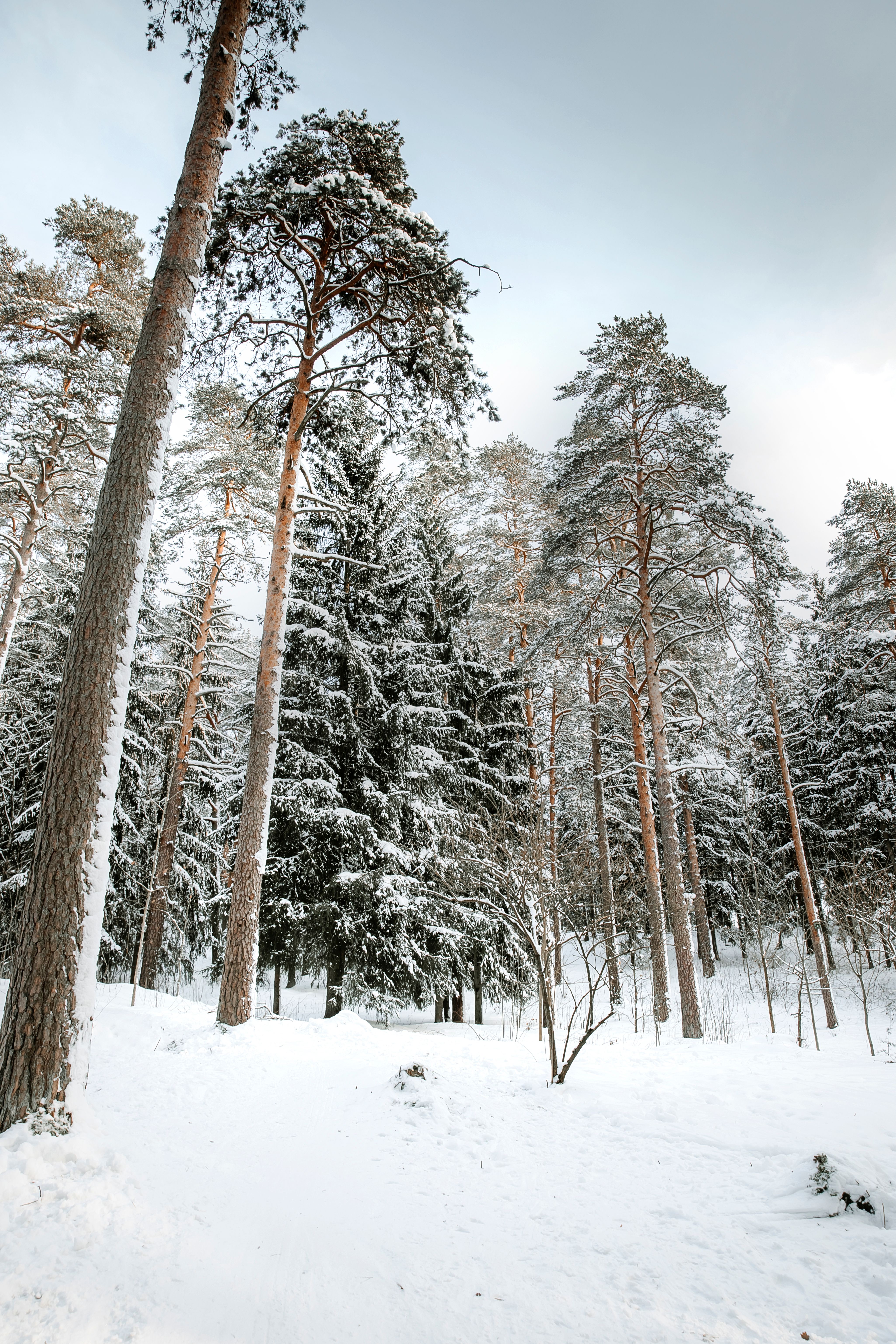 Snow in Evergreen Forest · Free Stock Photo