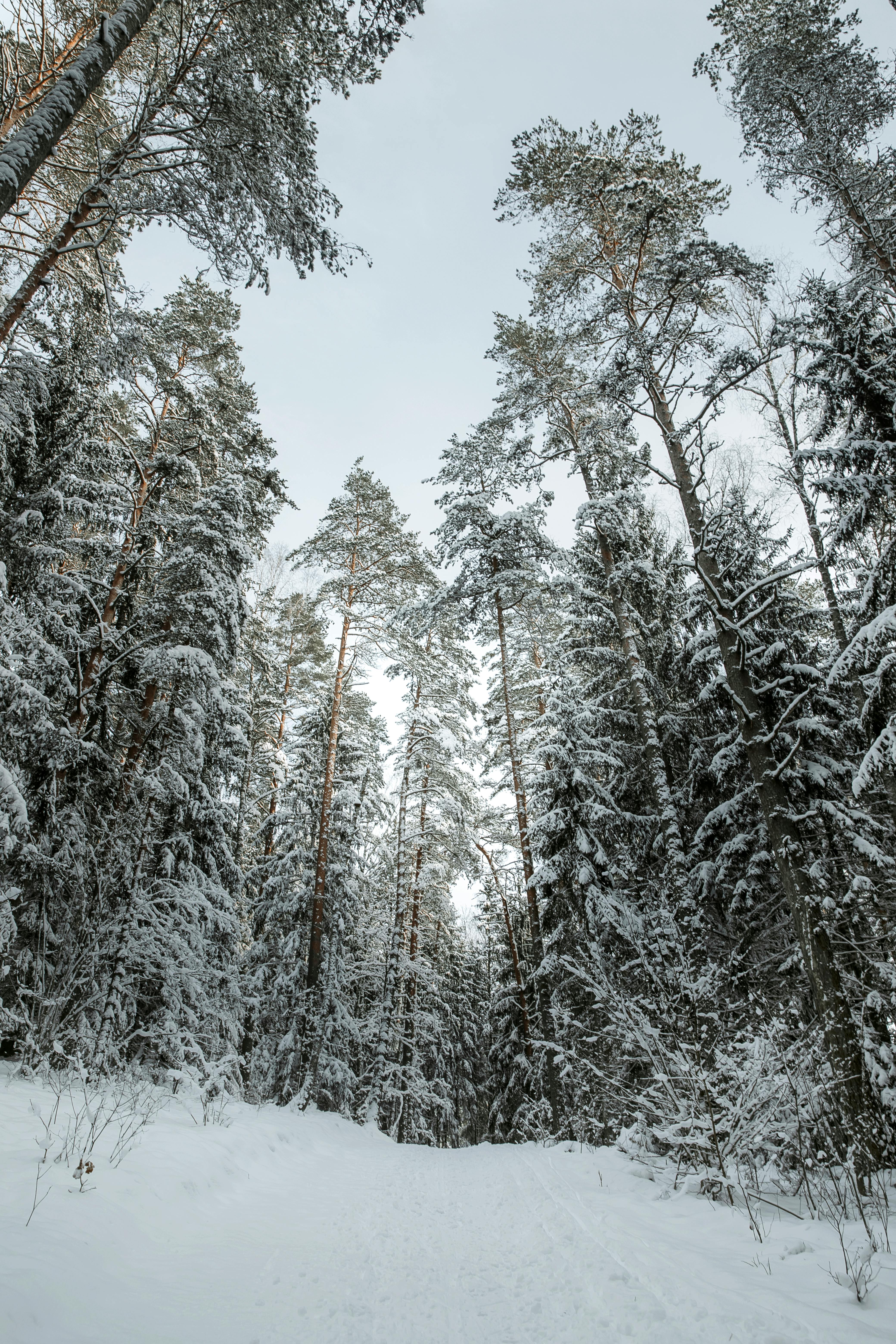 Forest in Winter · Free Stock Photo