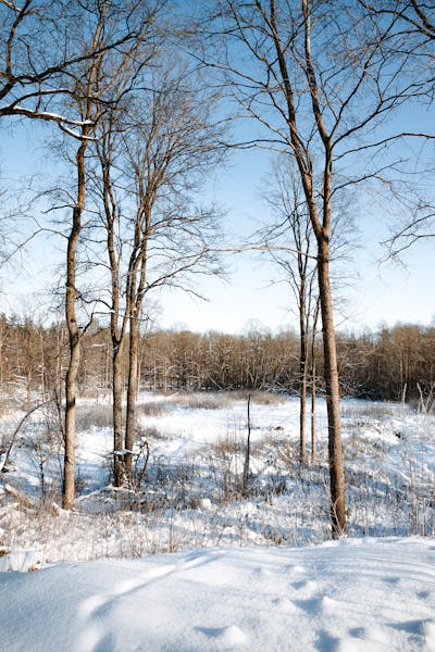 Forest Cold Photos, Download The BEST Free Forest Cold Stock Photos ...