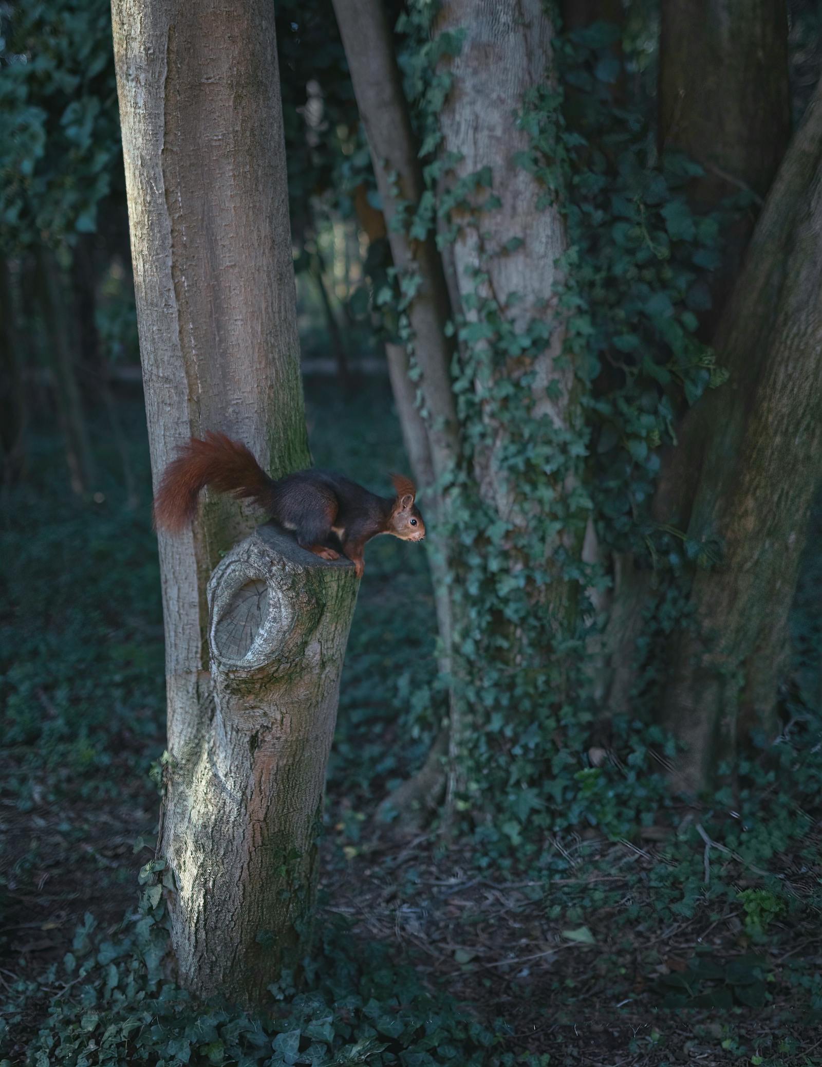 Forest Animal Photos, Download The BEST Free Forest Animal Stock Photos ...