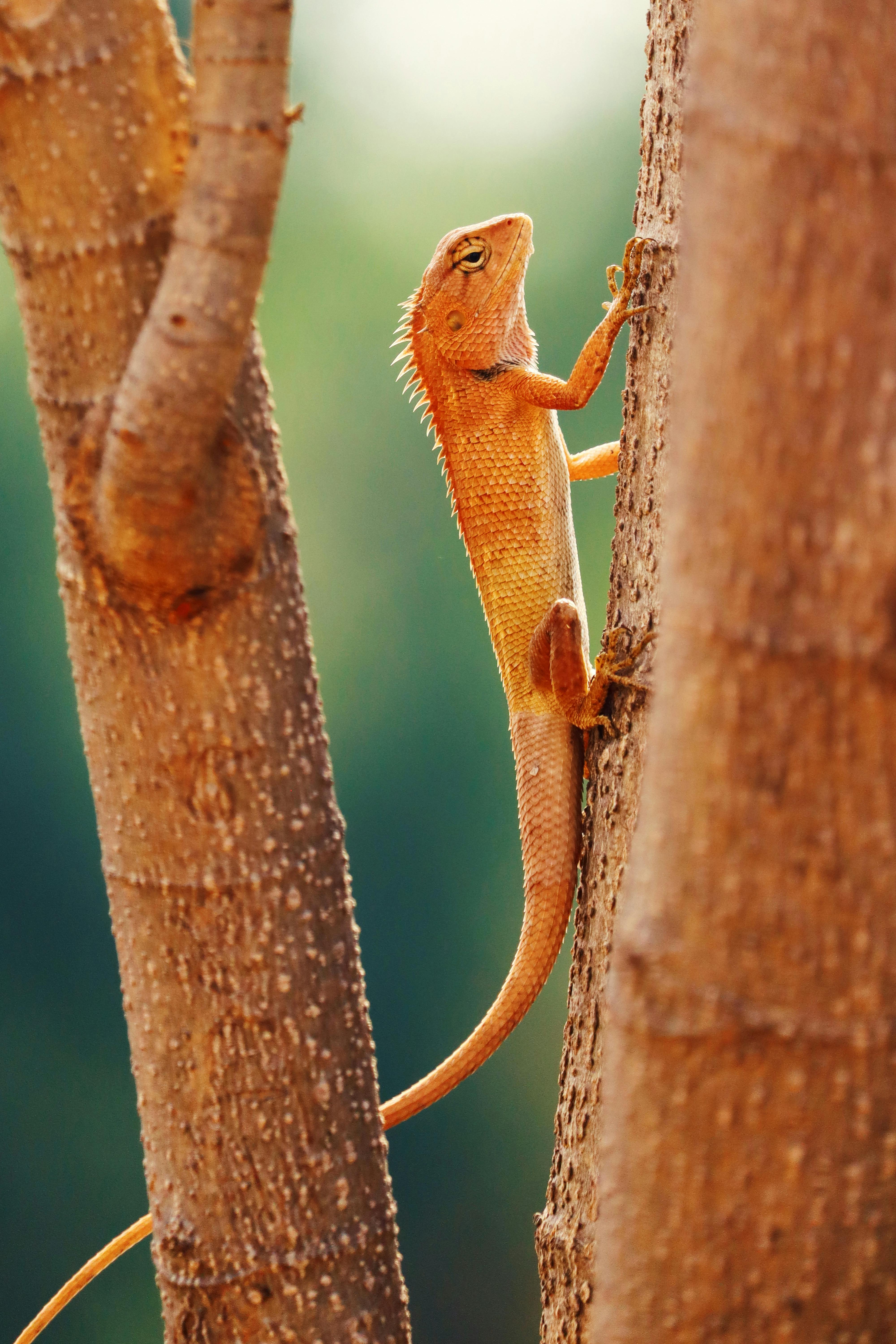 An Orange Lizard on a Tree · Free Stock Photo
