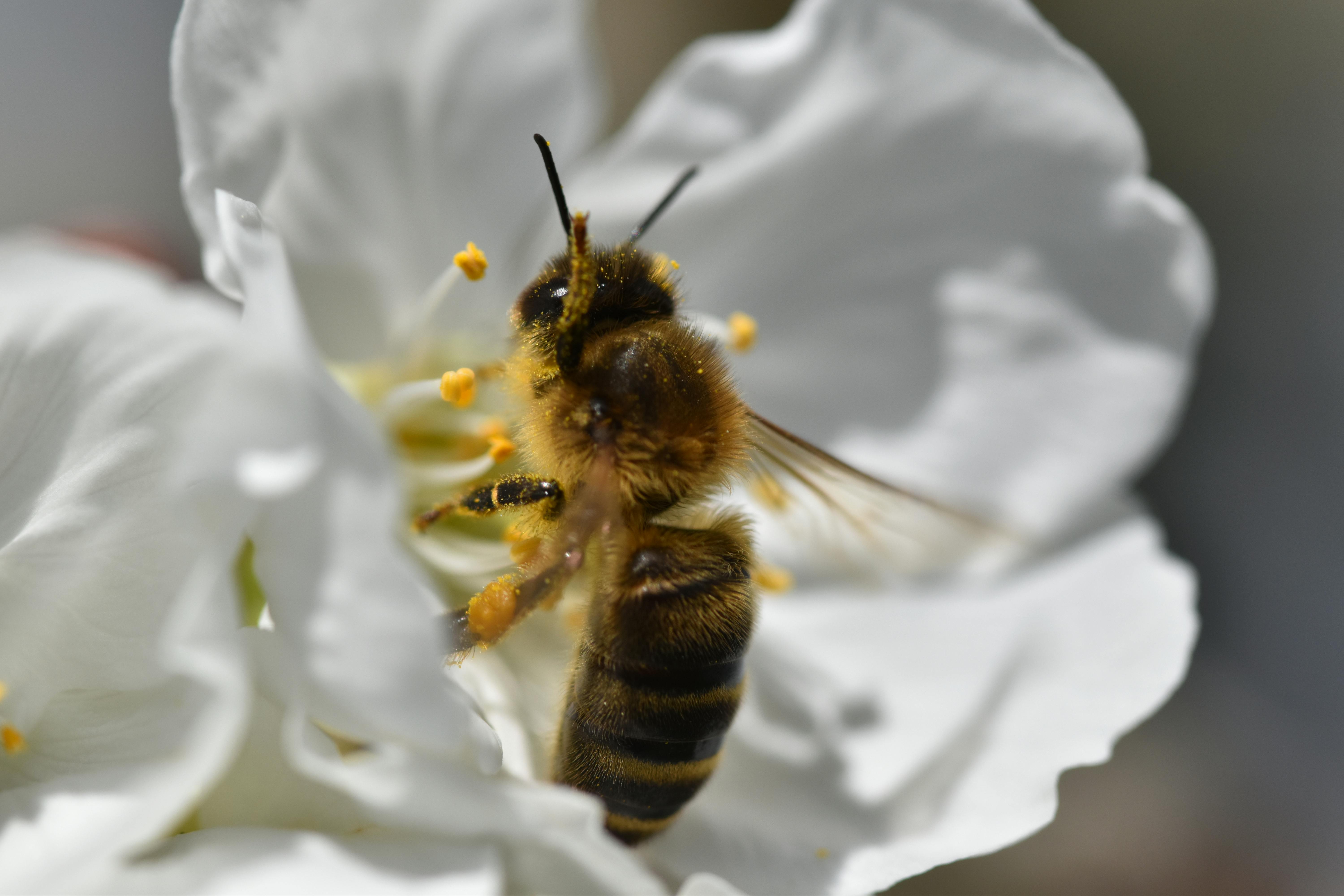 Black and Brown Honey Bee on White Flower · Free Stock Photo