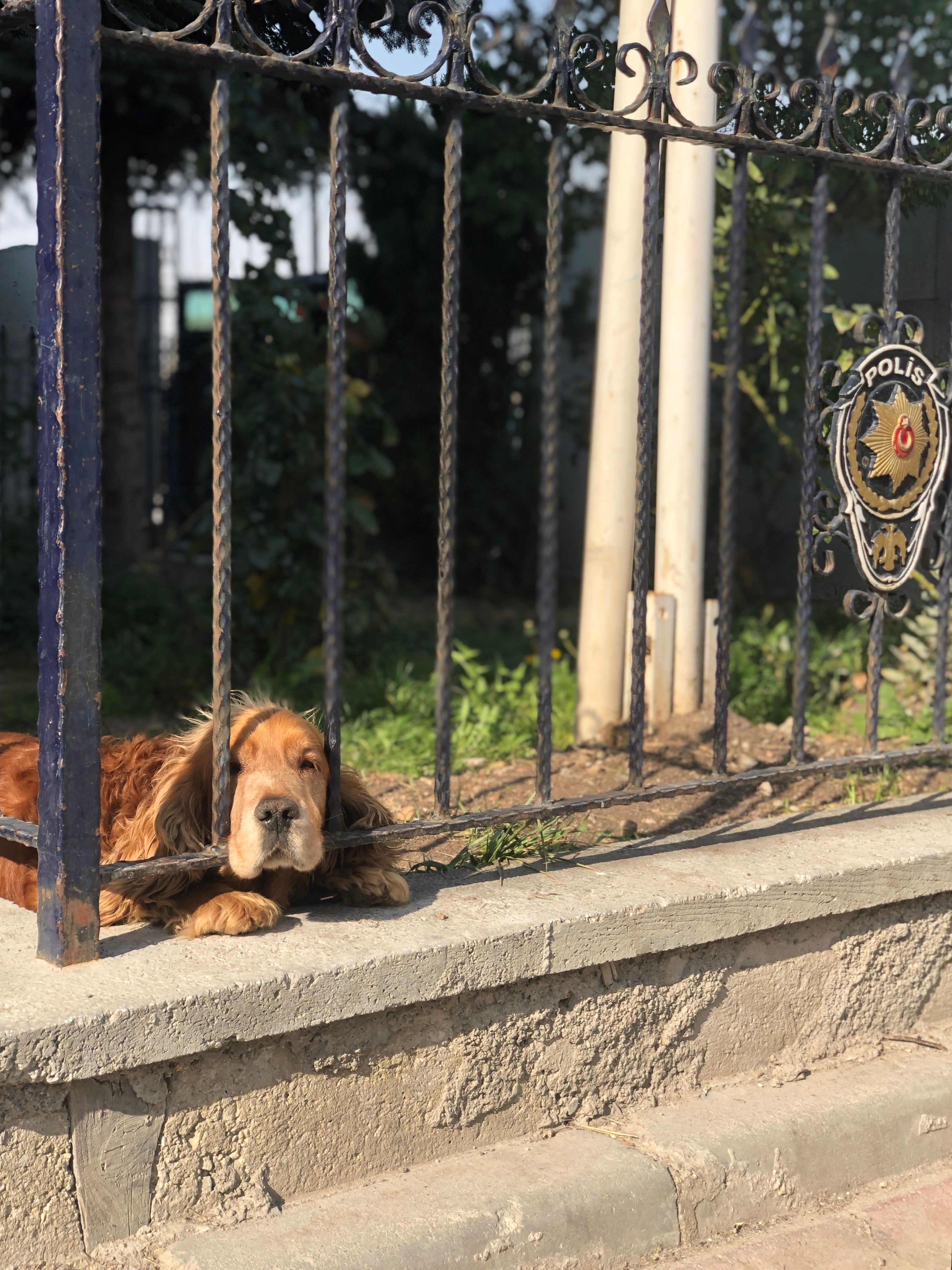 Police Dog Photos, Download The BEST Free Police Dog Stock Photos & HD ...