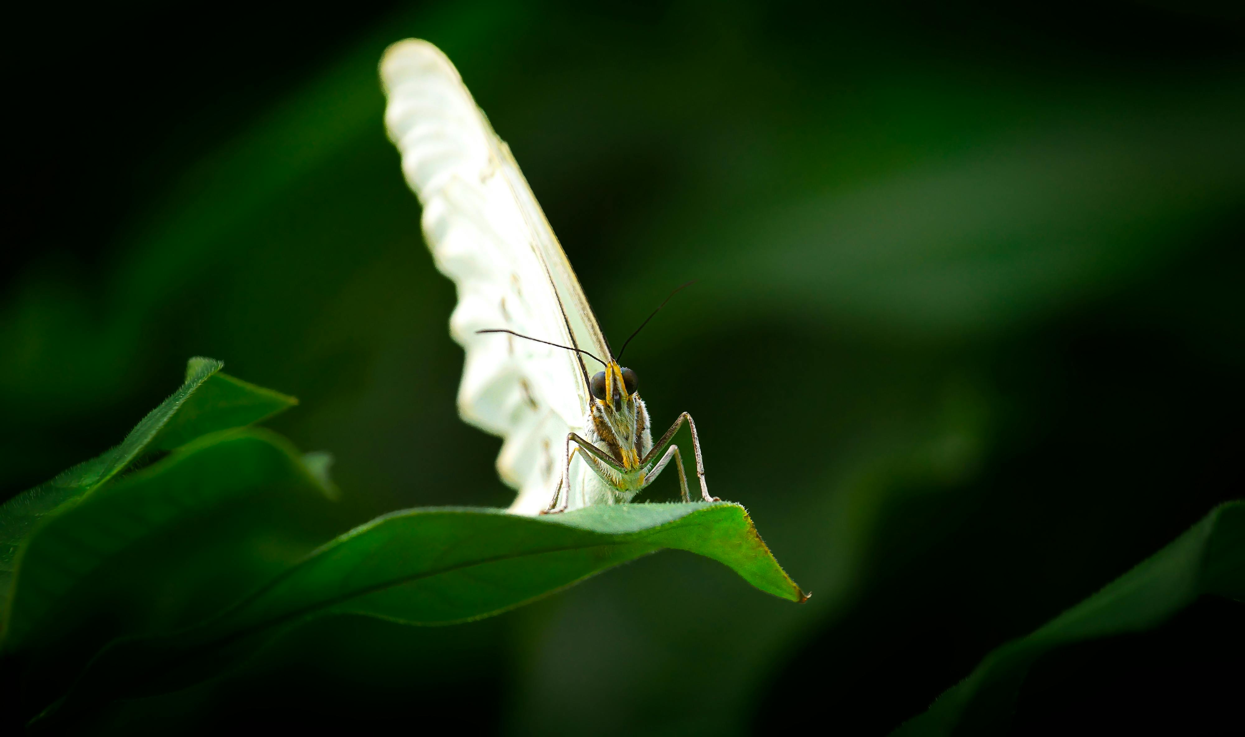 Butterfly on Leaves · Free Stock Photo