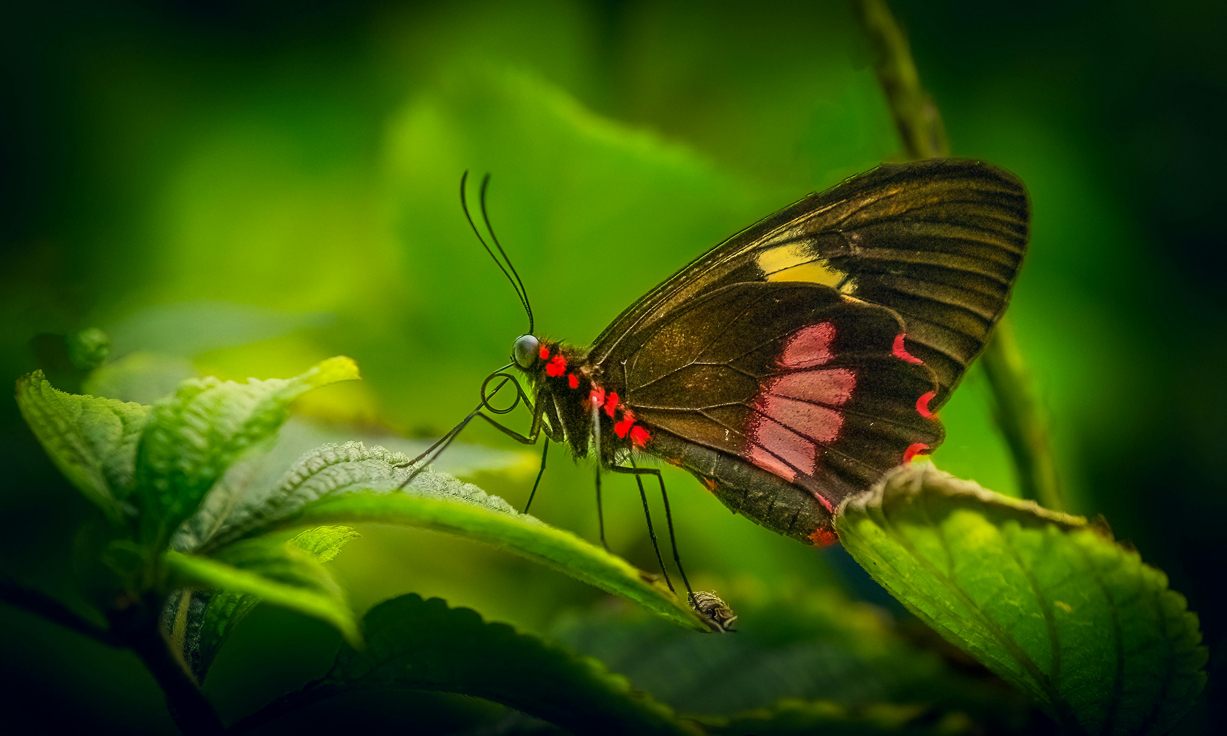 Butterfly on Leaves · Free Stock Photo