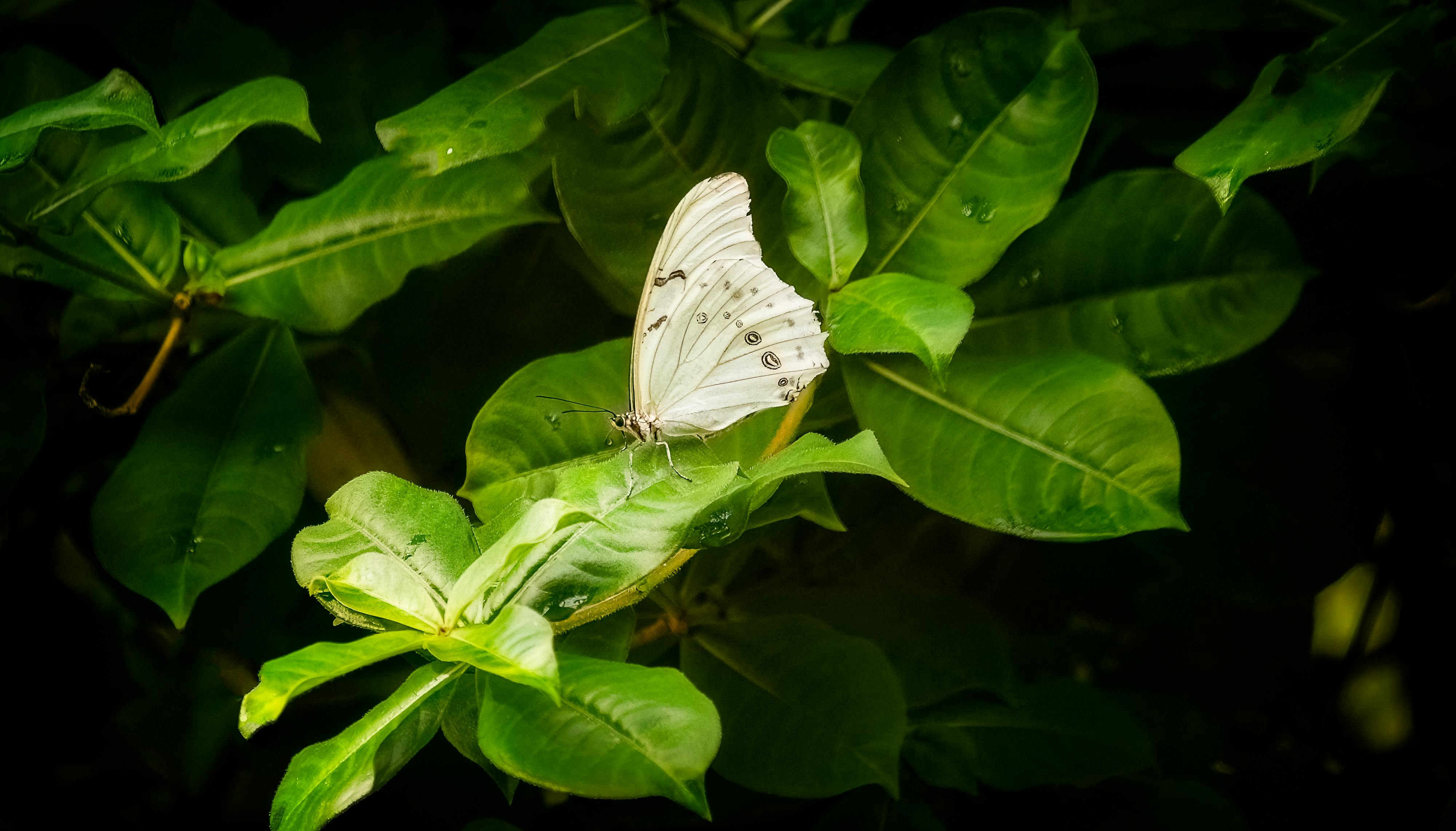 White Butterfly on Leaves · Free Stock Photo
