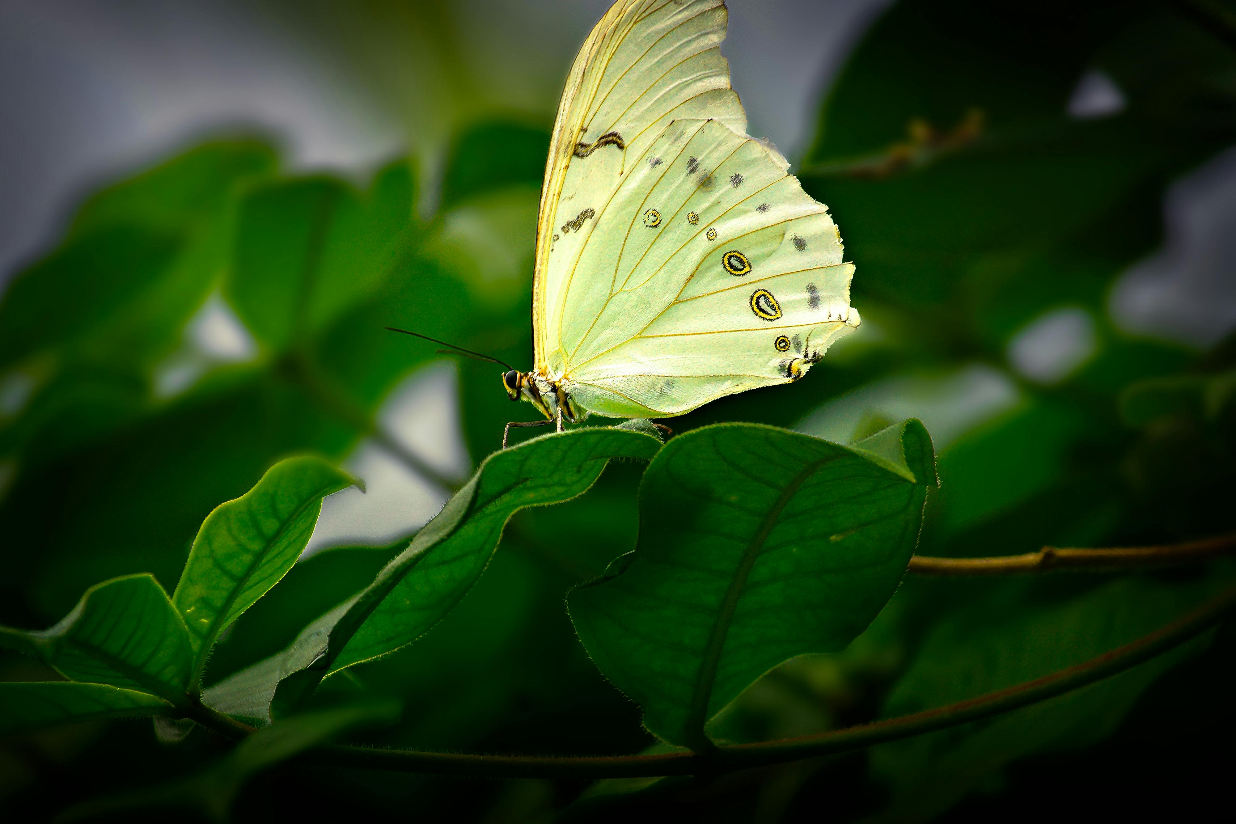 Butterfly on Leaves · Free Stock Photo