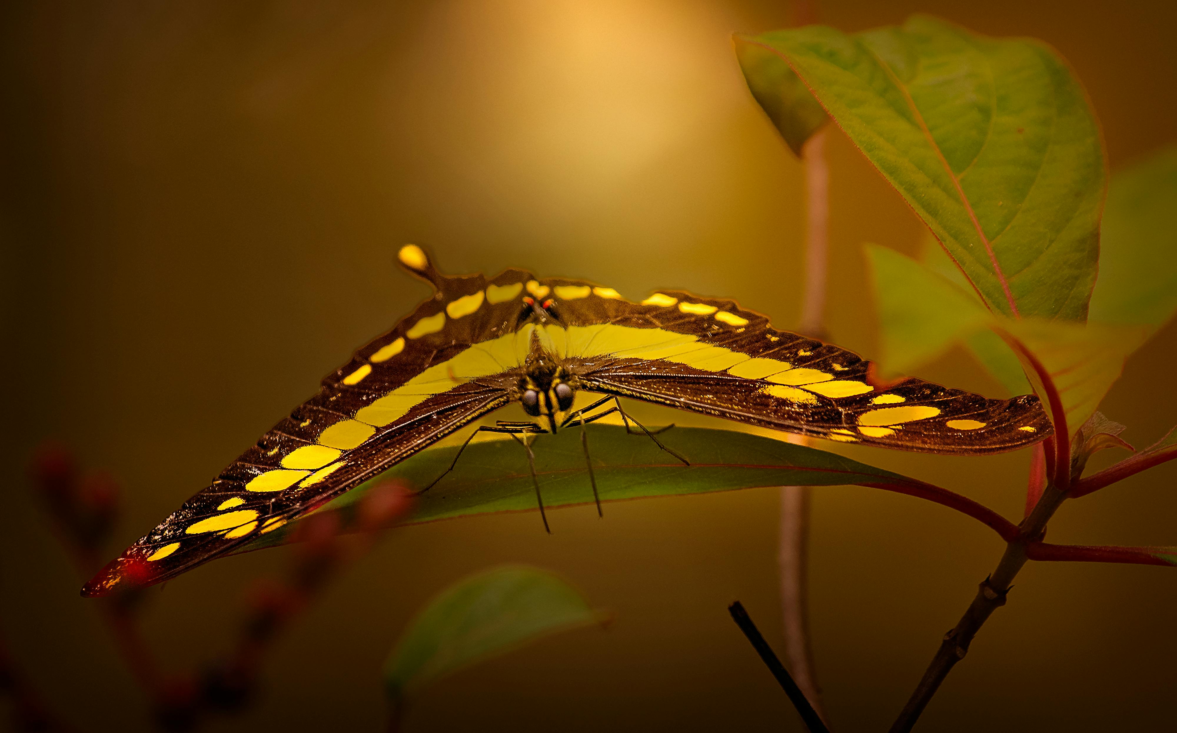 Butterfly On A Leaf Photos, Download The BEST Free Butterfly On A Leaf ...