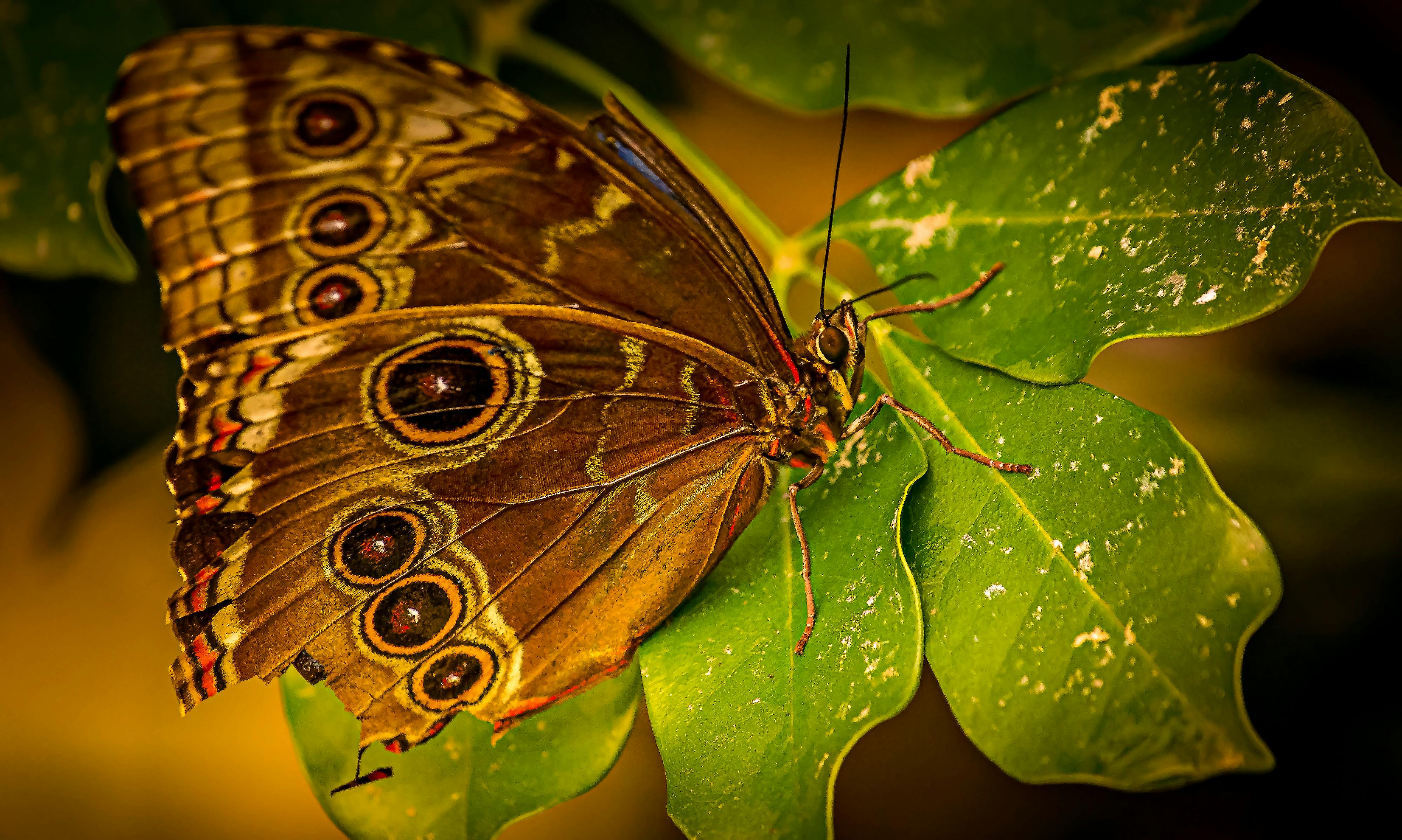Butterfly Manipulation Photos, Download The BEST Free Butterfly ...