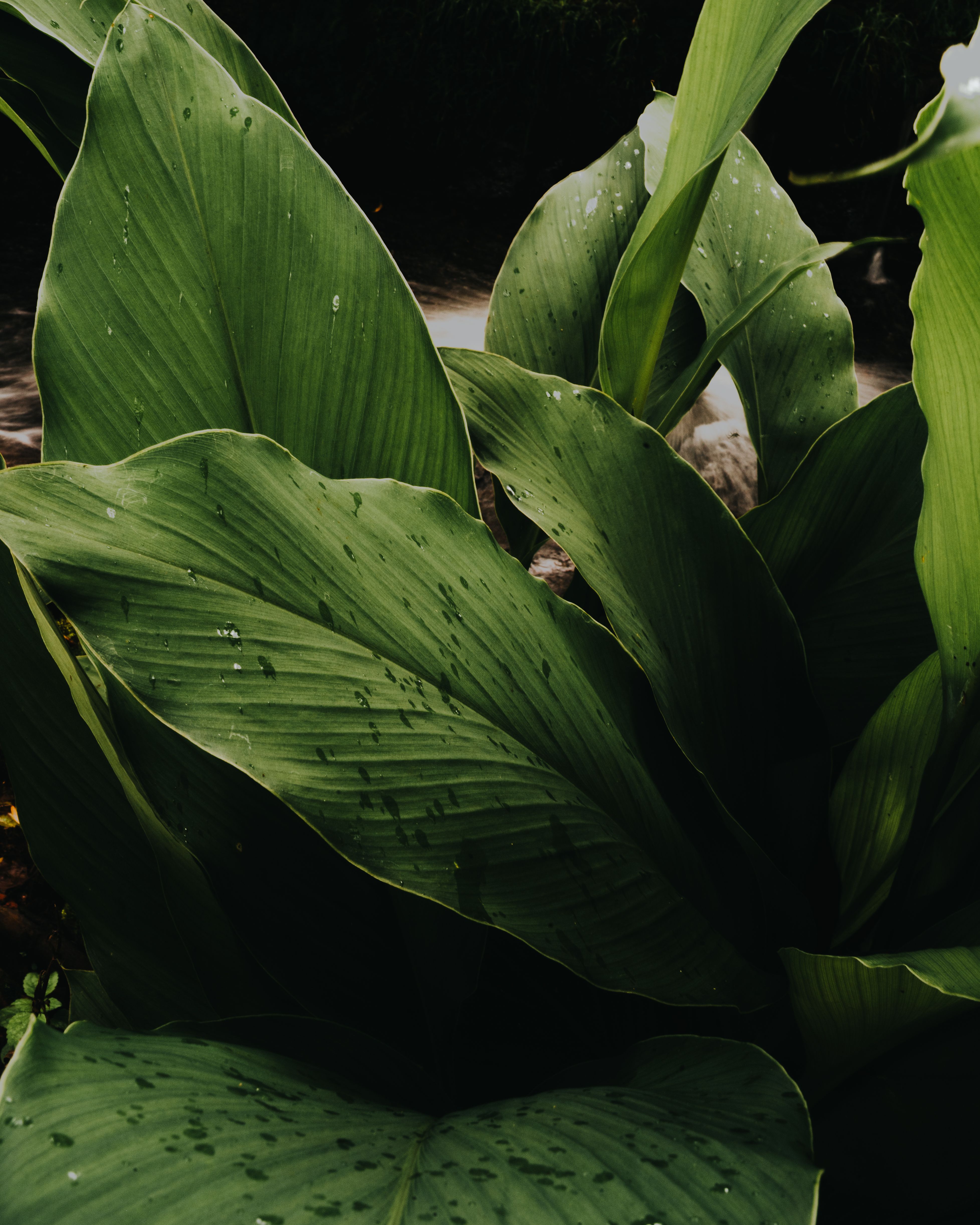 Green tropical plant with multicolored leaves · Free Stock Photo