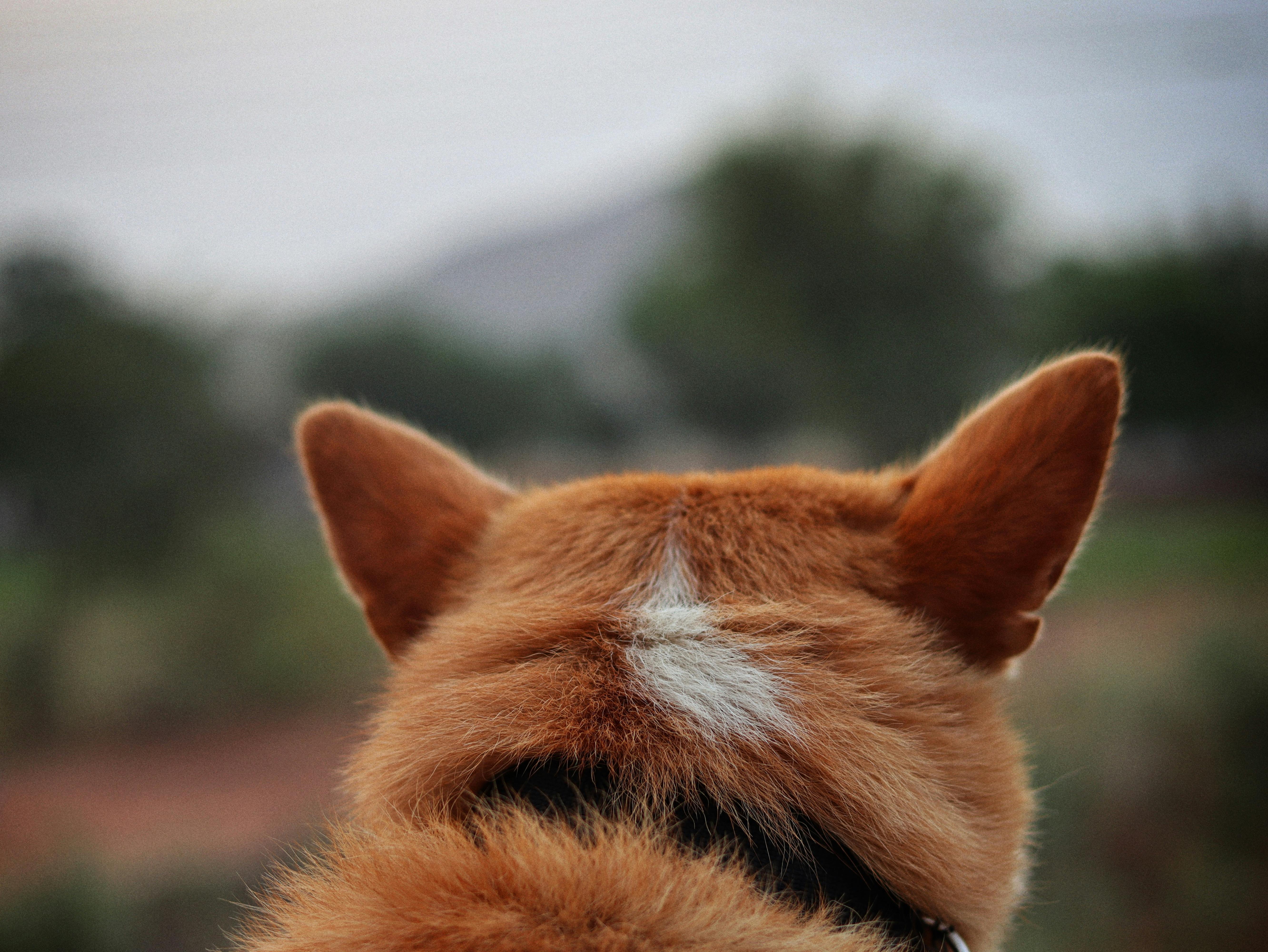 Back View of Dog Head · Free Stock Photo