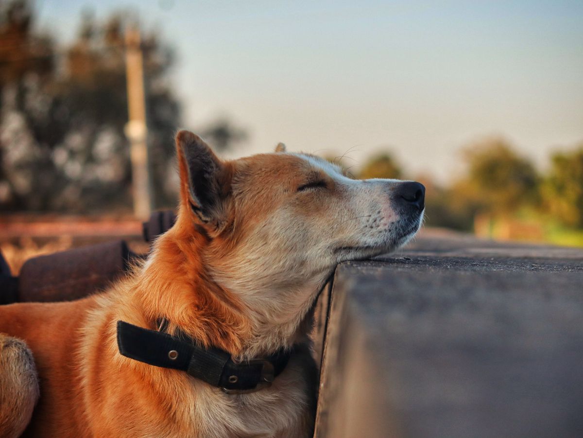 Dog Poop Photos, Download The BEST Free Dog Poop Stock Photos & HD Images