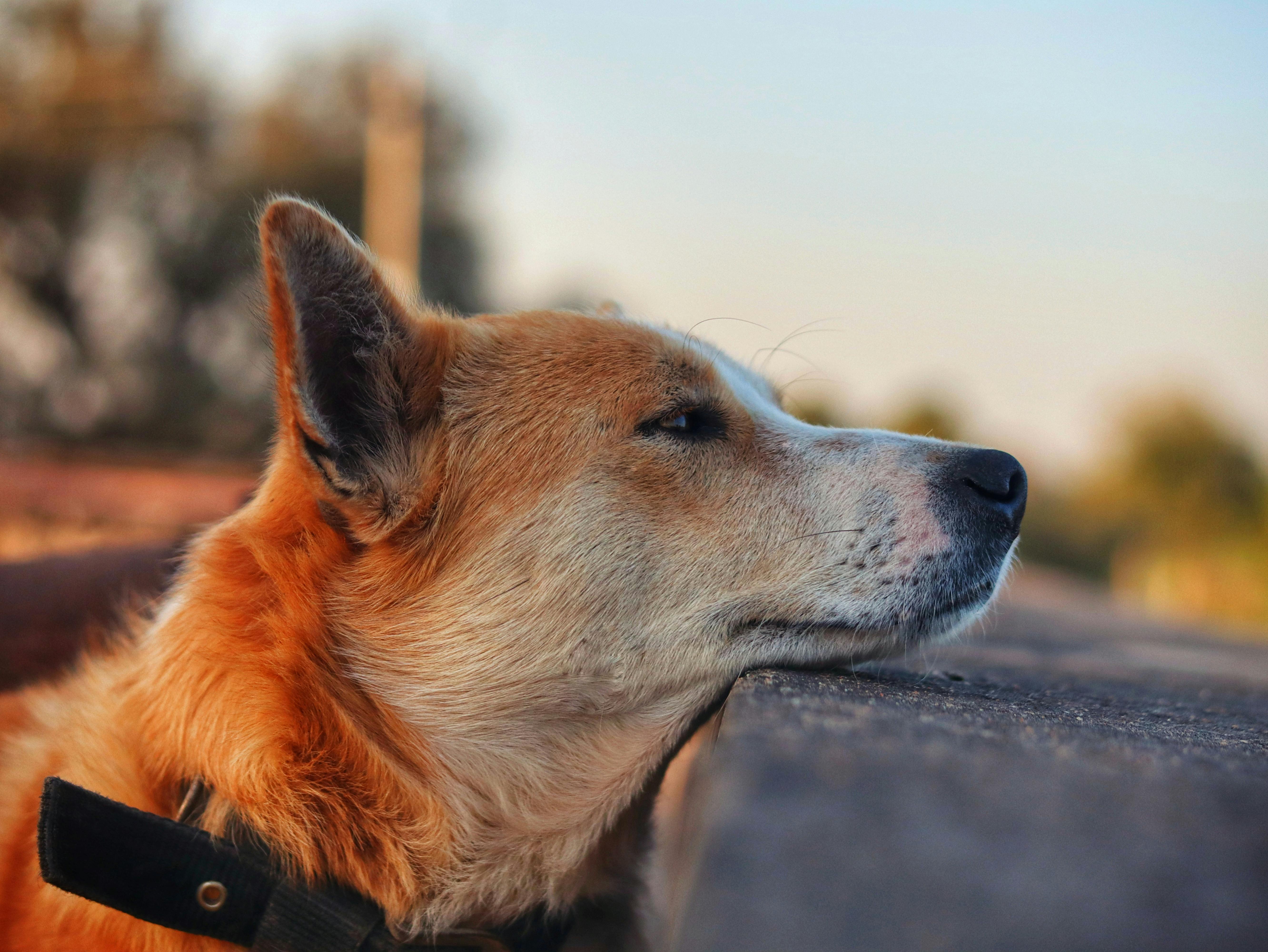 A Portrait of a Cute Puppy · Free Stock Photo
