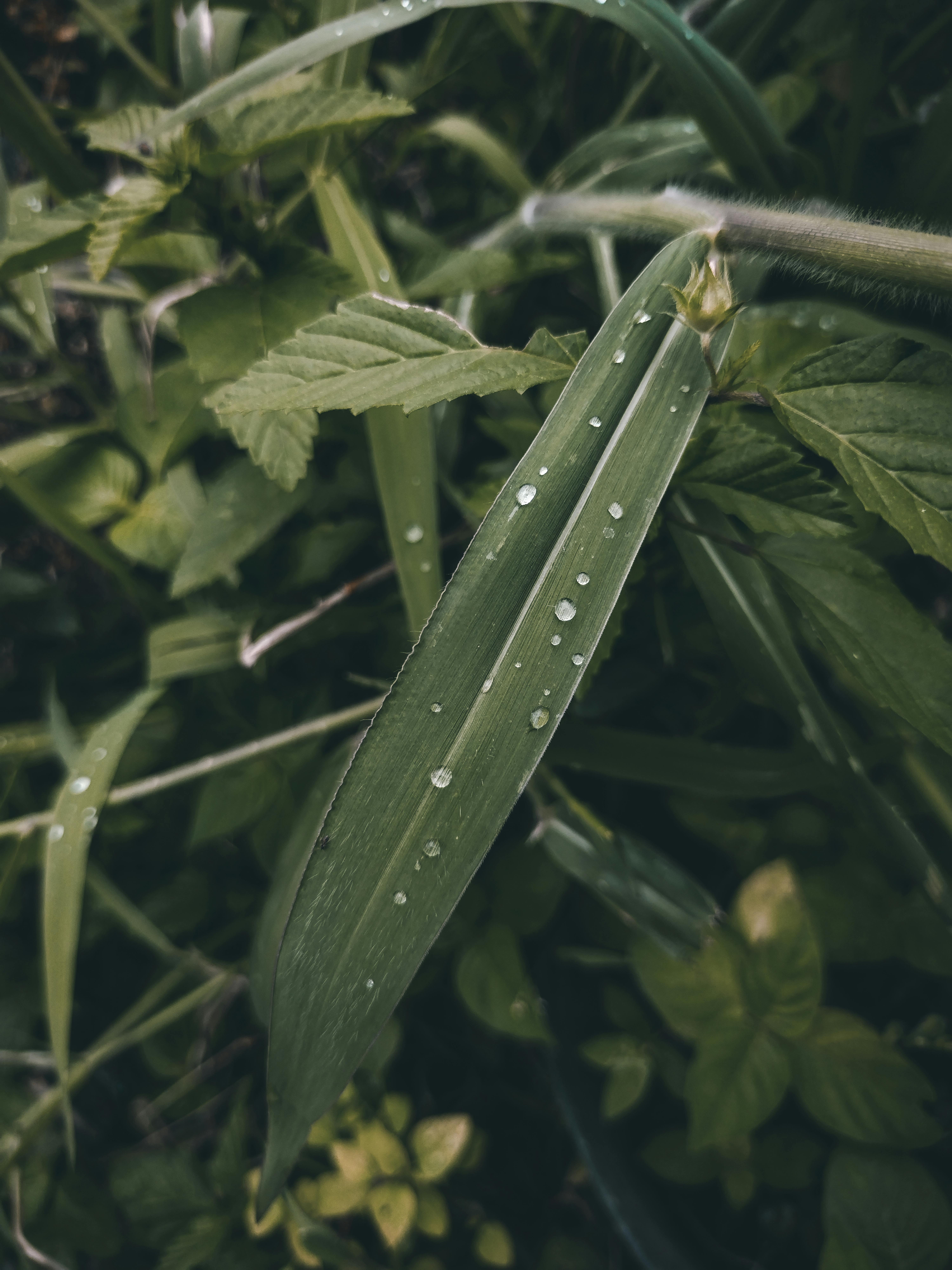 Close-up of Small Raindrops on a Blade of Grass · Free Stock Photo