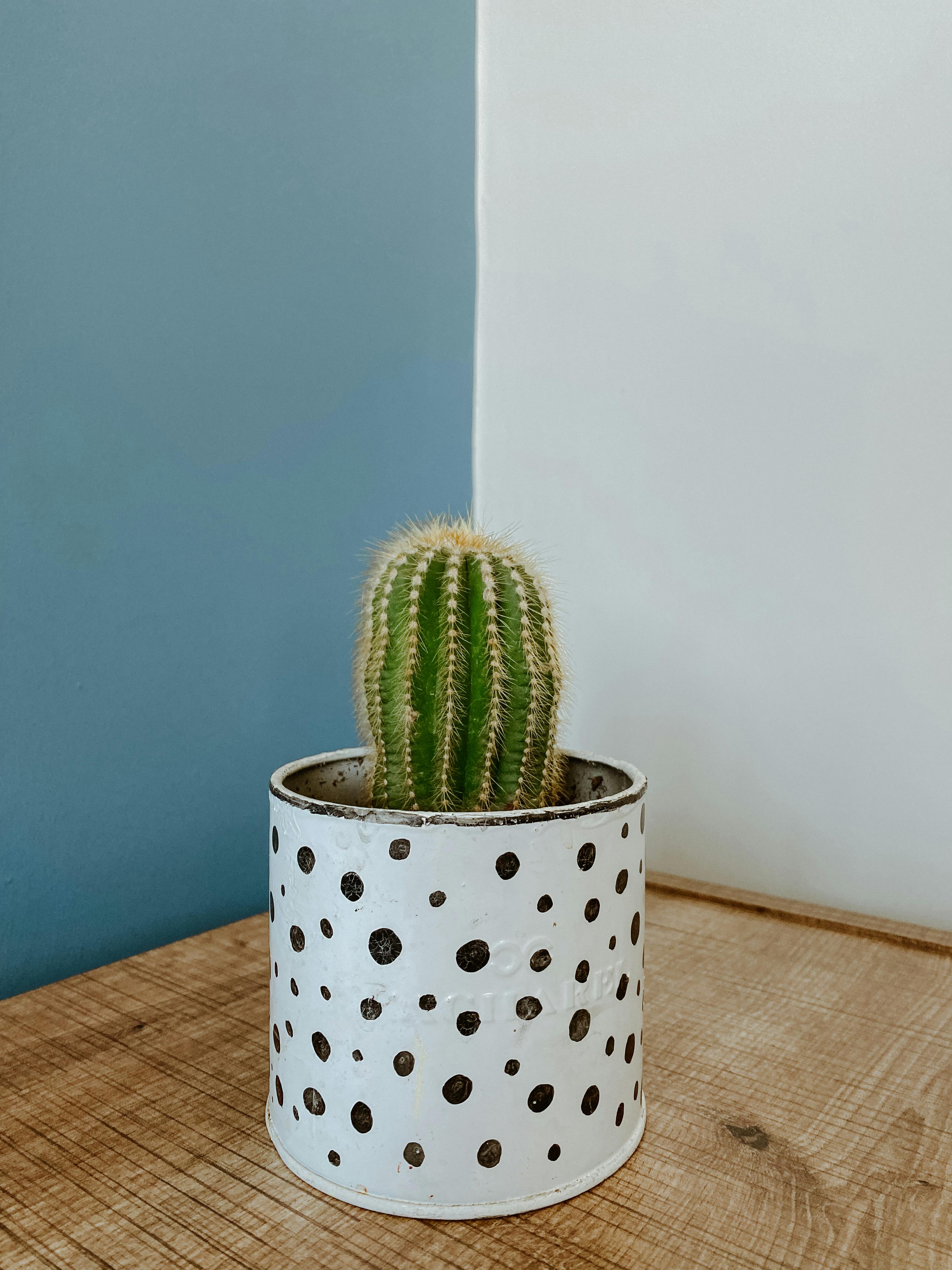 Dotted Pot Photos, Download The BEST Free Dotted Pot Stock Photos & HD ...