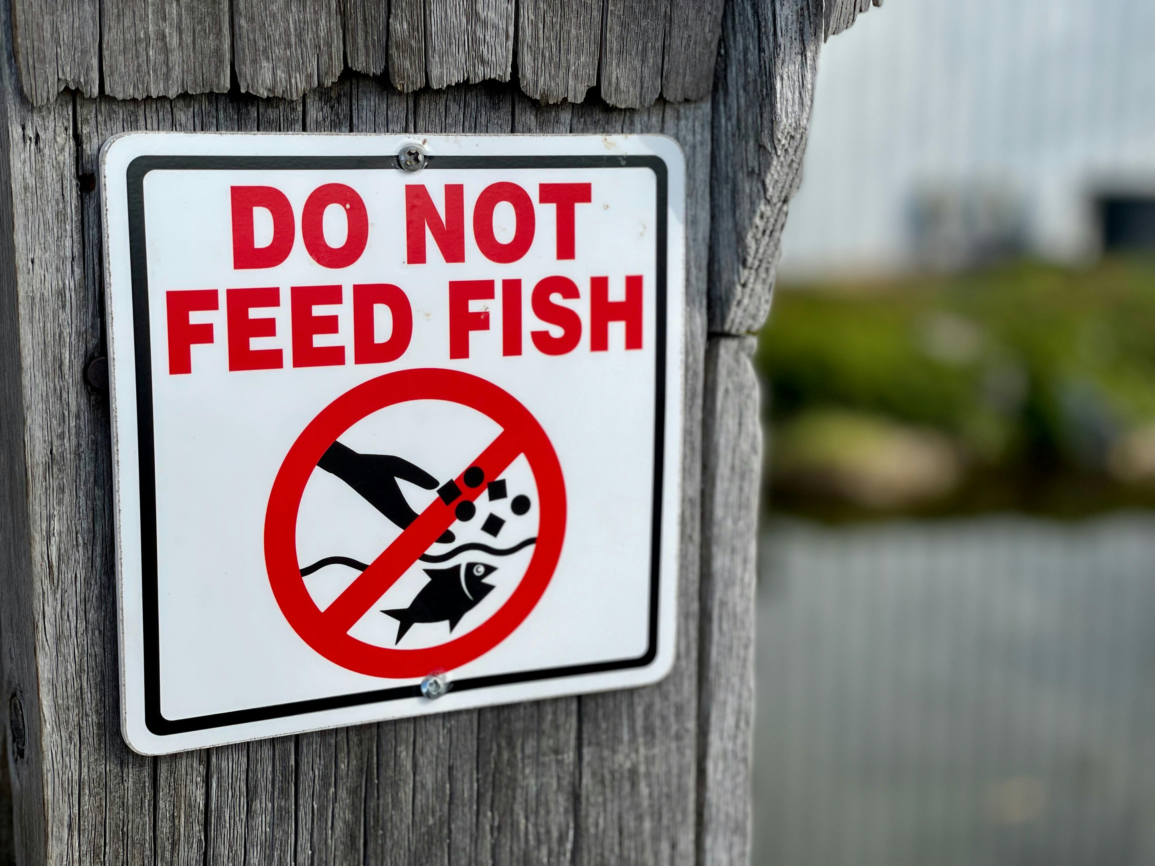 Do not Feed Fish Board · Free Stock Photo