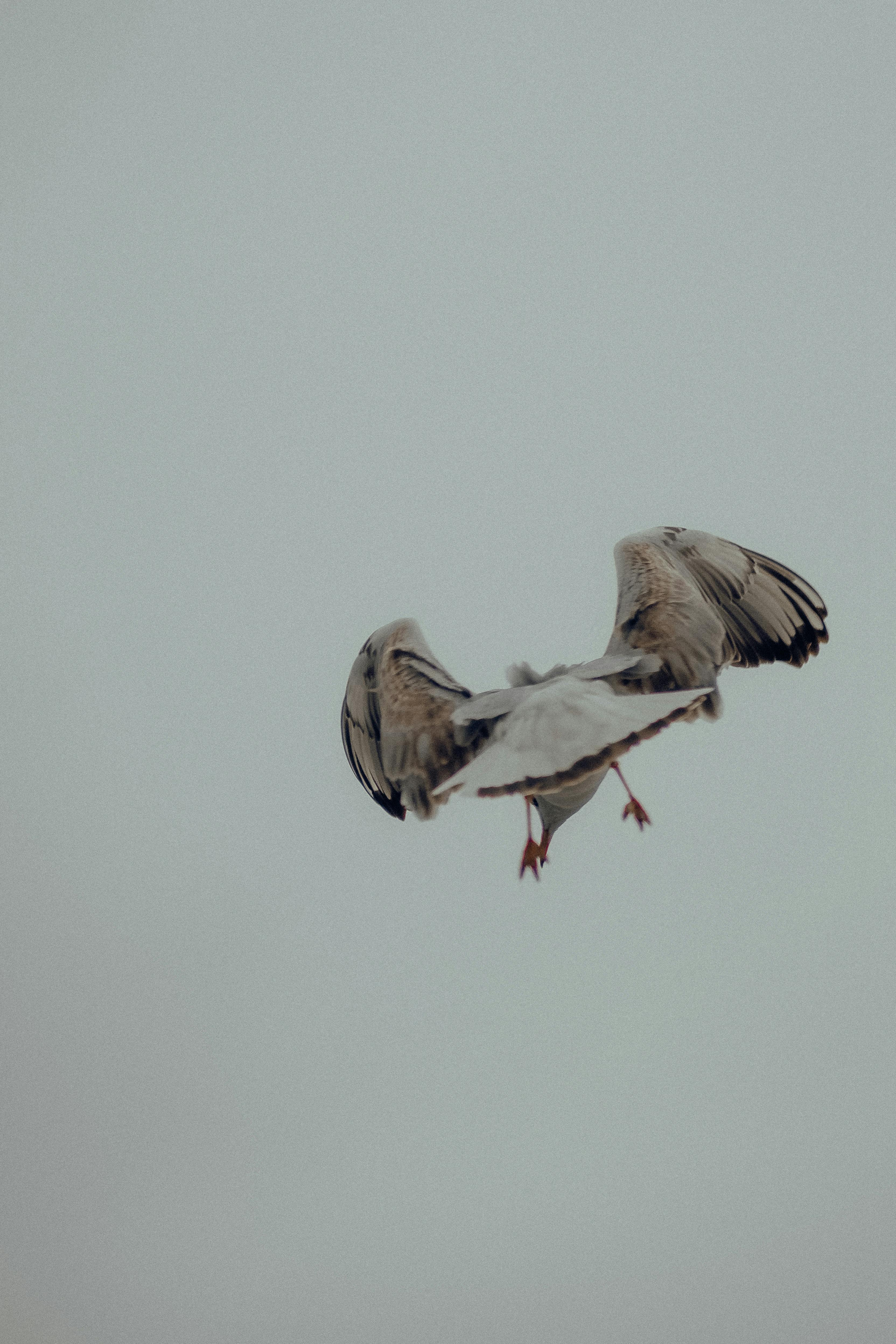 White and Grey Bird Flying during Day Time · Free Stock Photo
