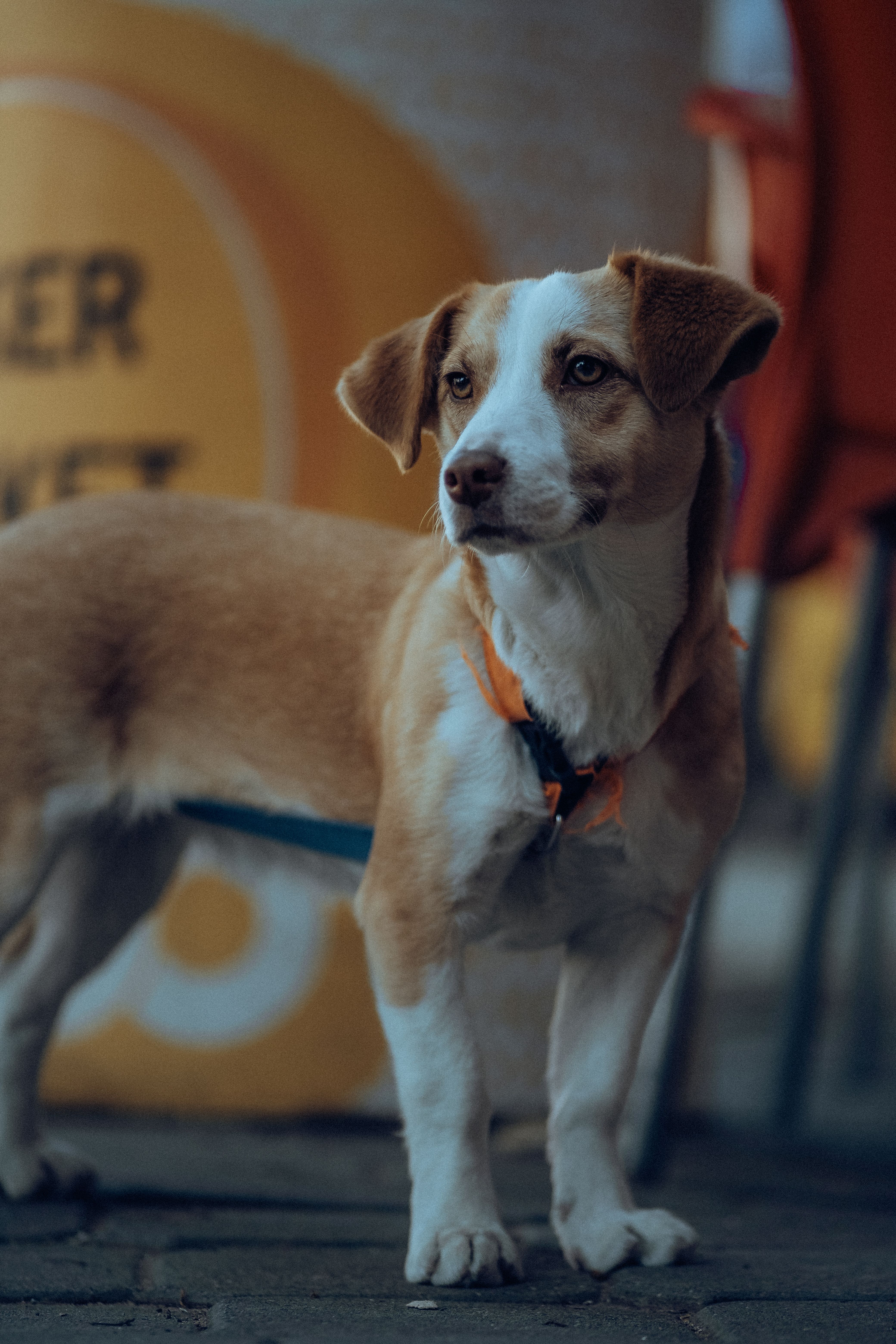 Zorro Dog Photos, Download The BEST Free Zorro Dog Stock Photos & HD Images