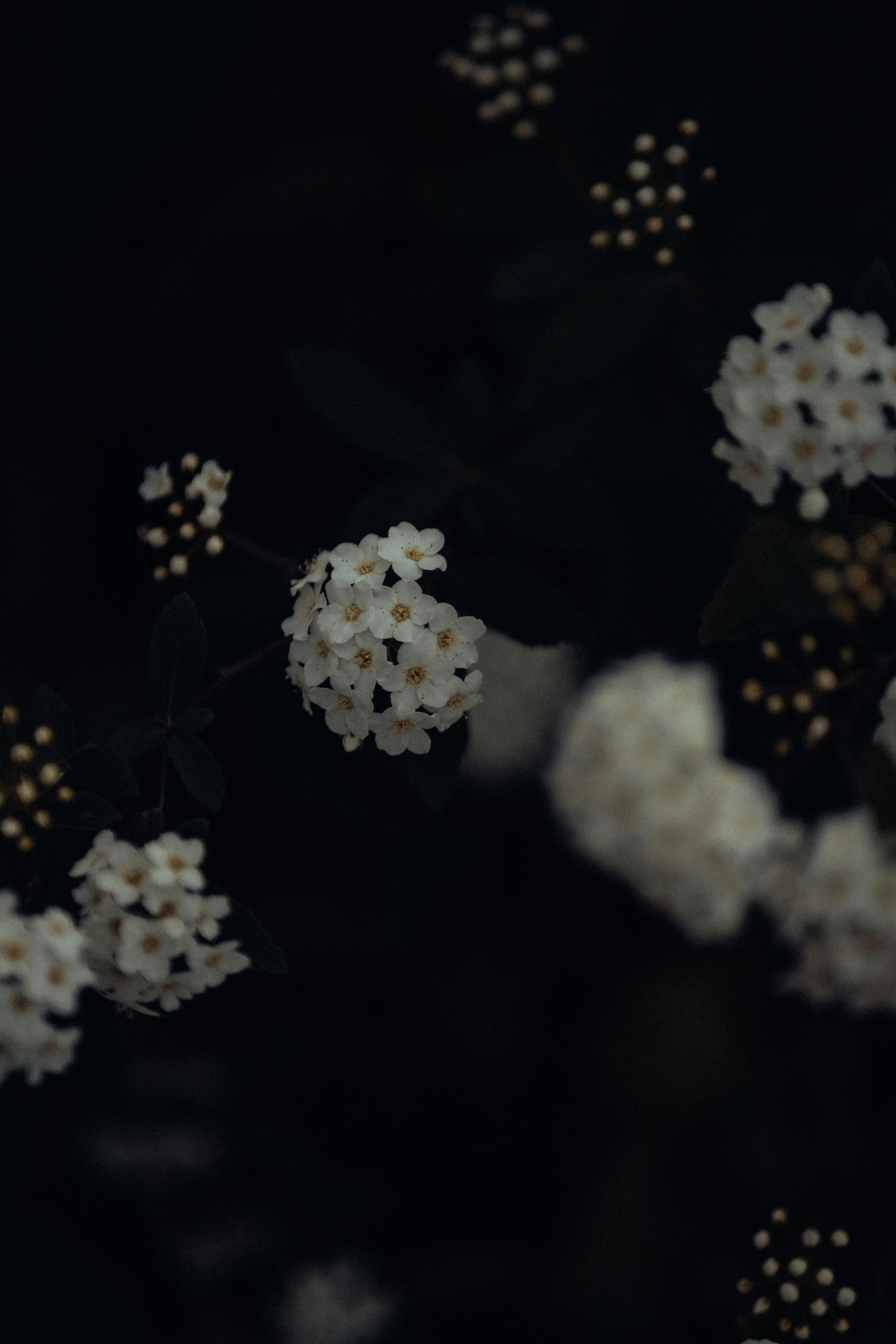 Bridalwreath Spirea Flowers · Free Stock Photo