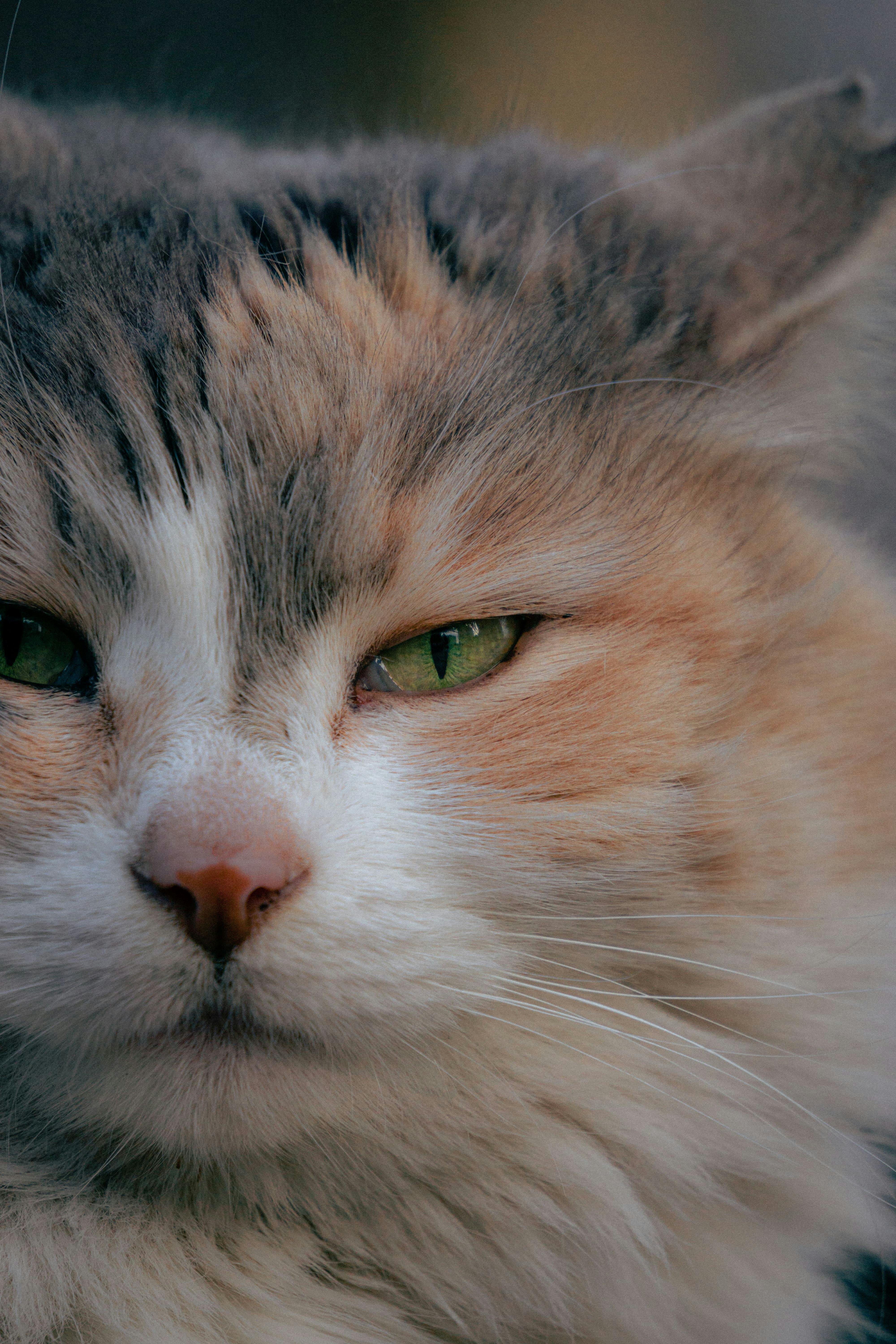 Woman Hand over Tabby Cat · Free Stock Photo