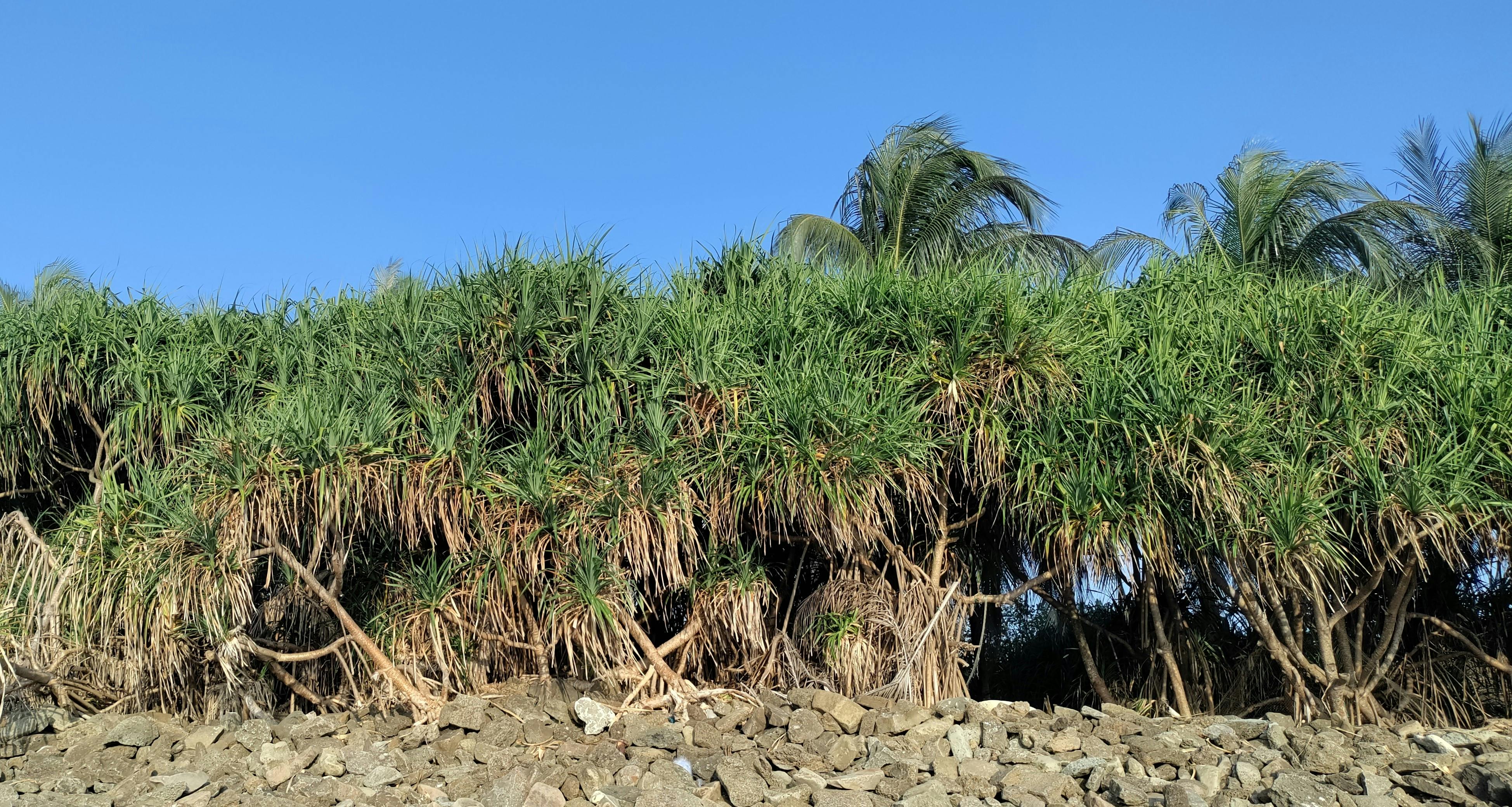 A Tropical Beach Trees · Free Stock Photo