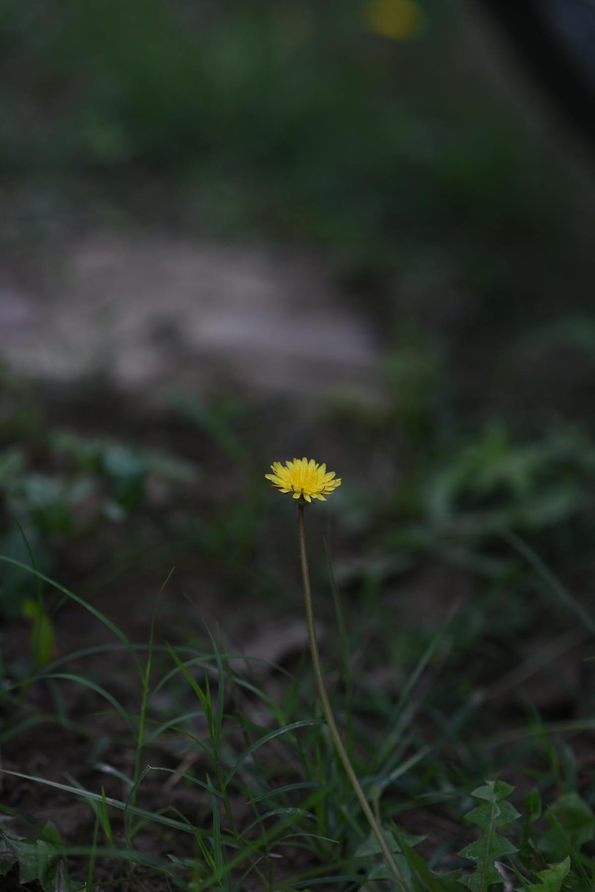 Dandelion Forest Photos, Download The BEST Free Dandelion Forest Stock ...