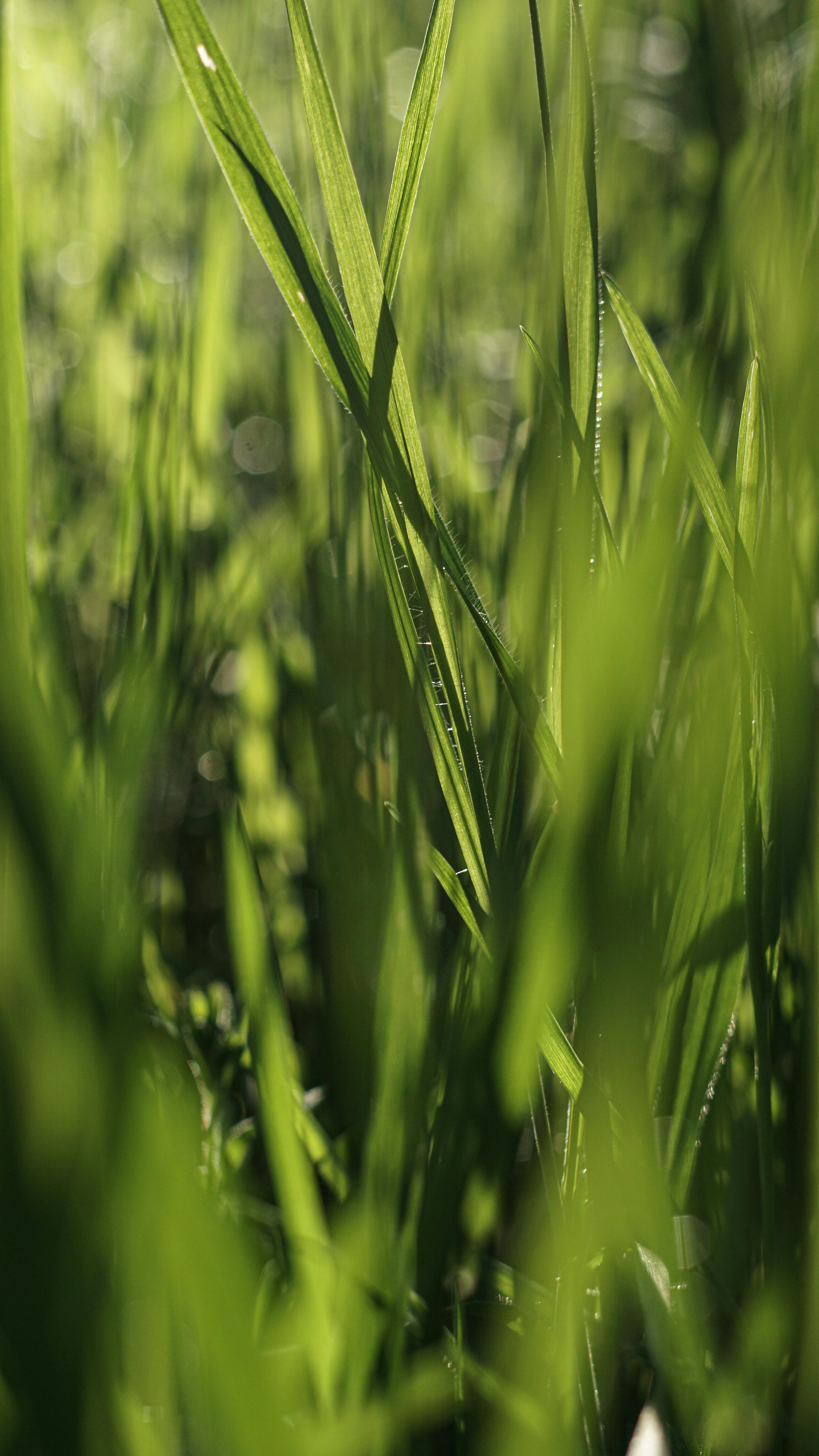A close up of some grass in the grass · Free Stock Photo