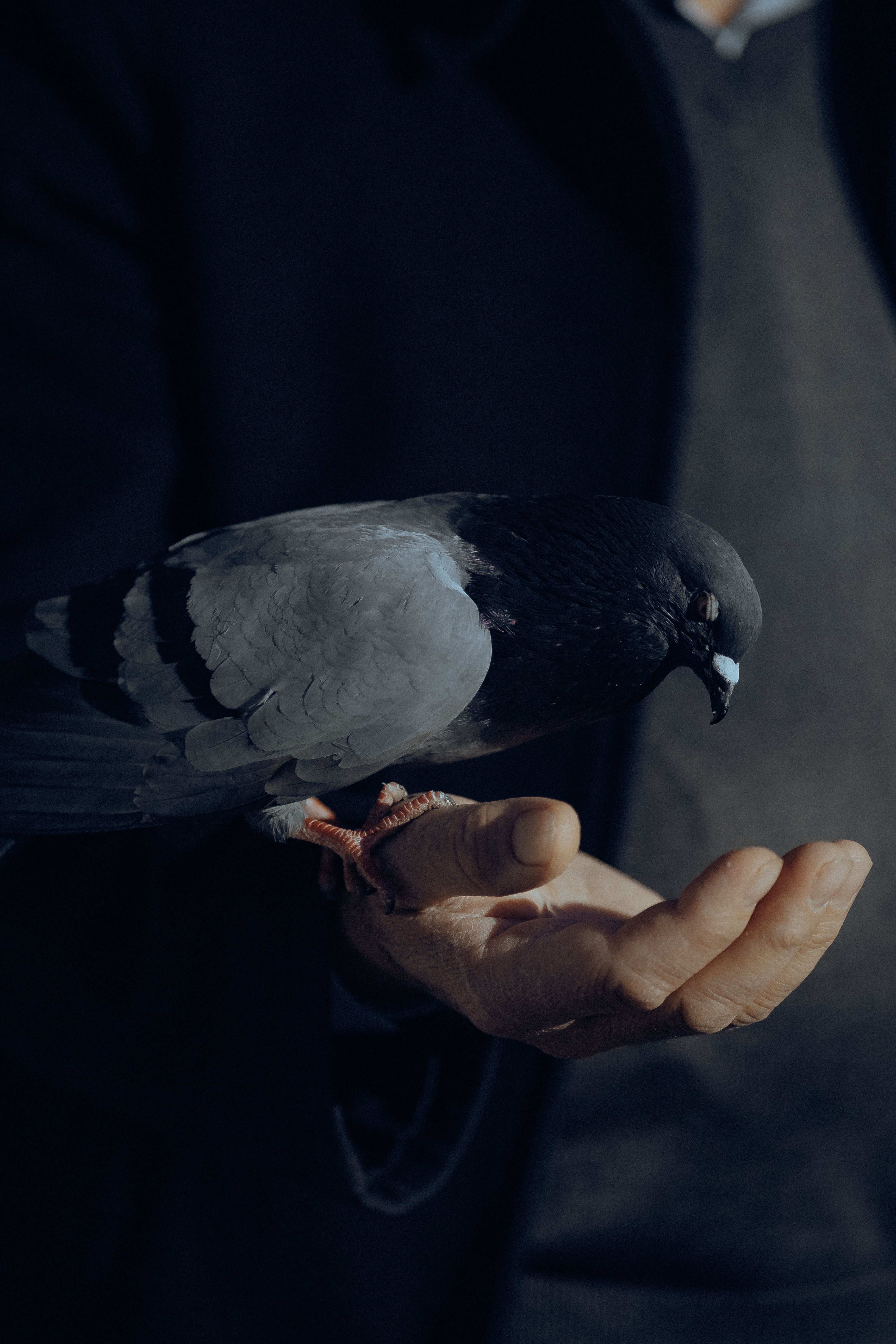Close-up of Man Holding a Pigeon on His Hand · Free Stock Photo