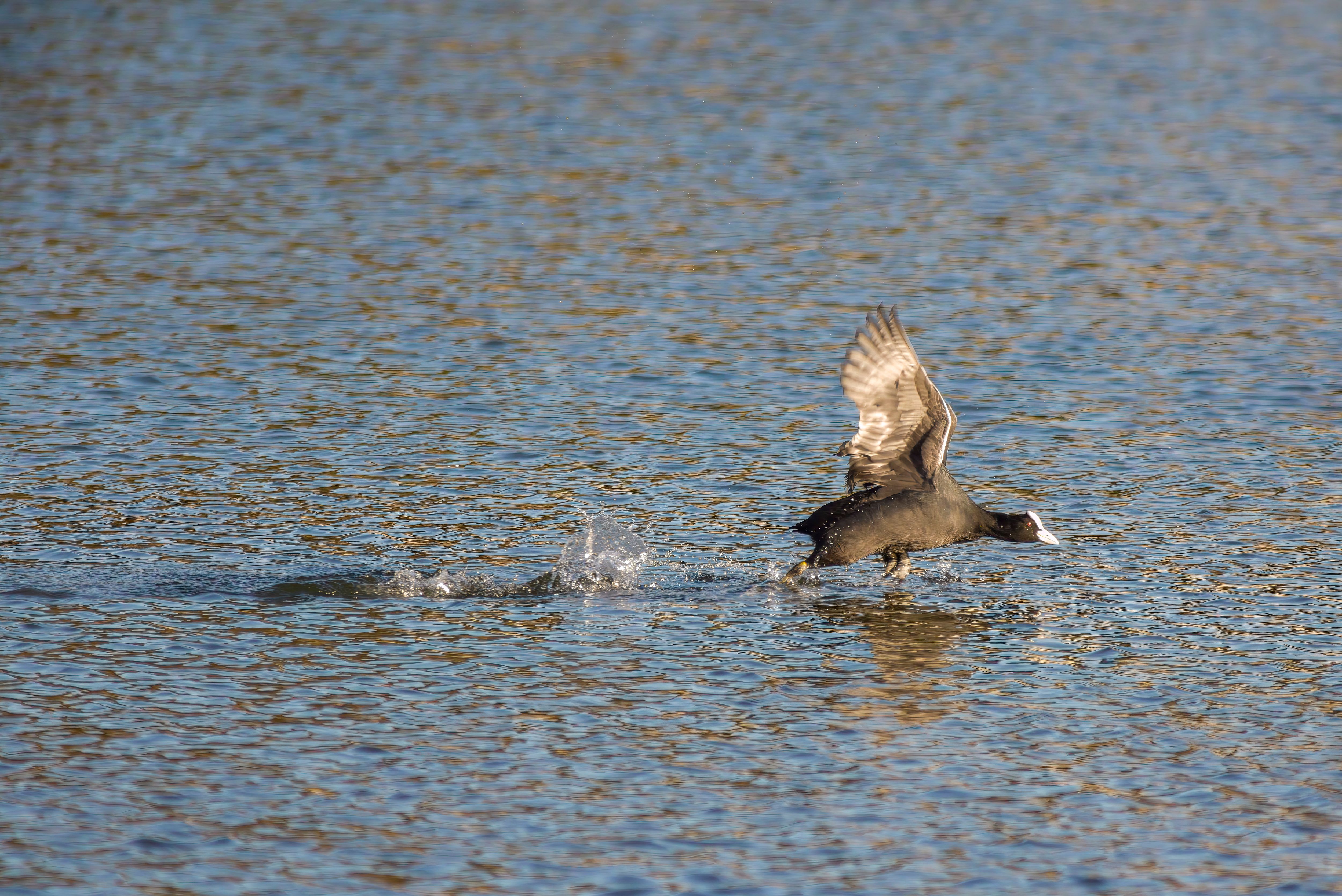 Carrion Fly Photos, Download The BEST Free Carrion Fly Stock Photos ...