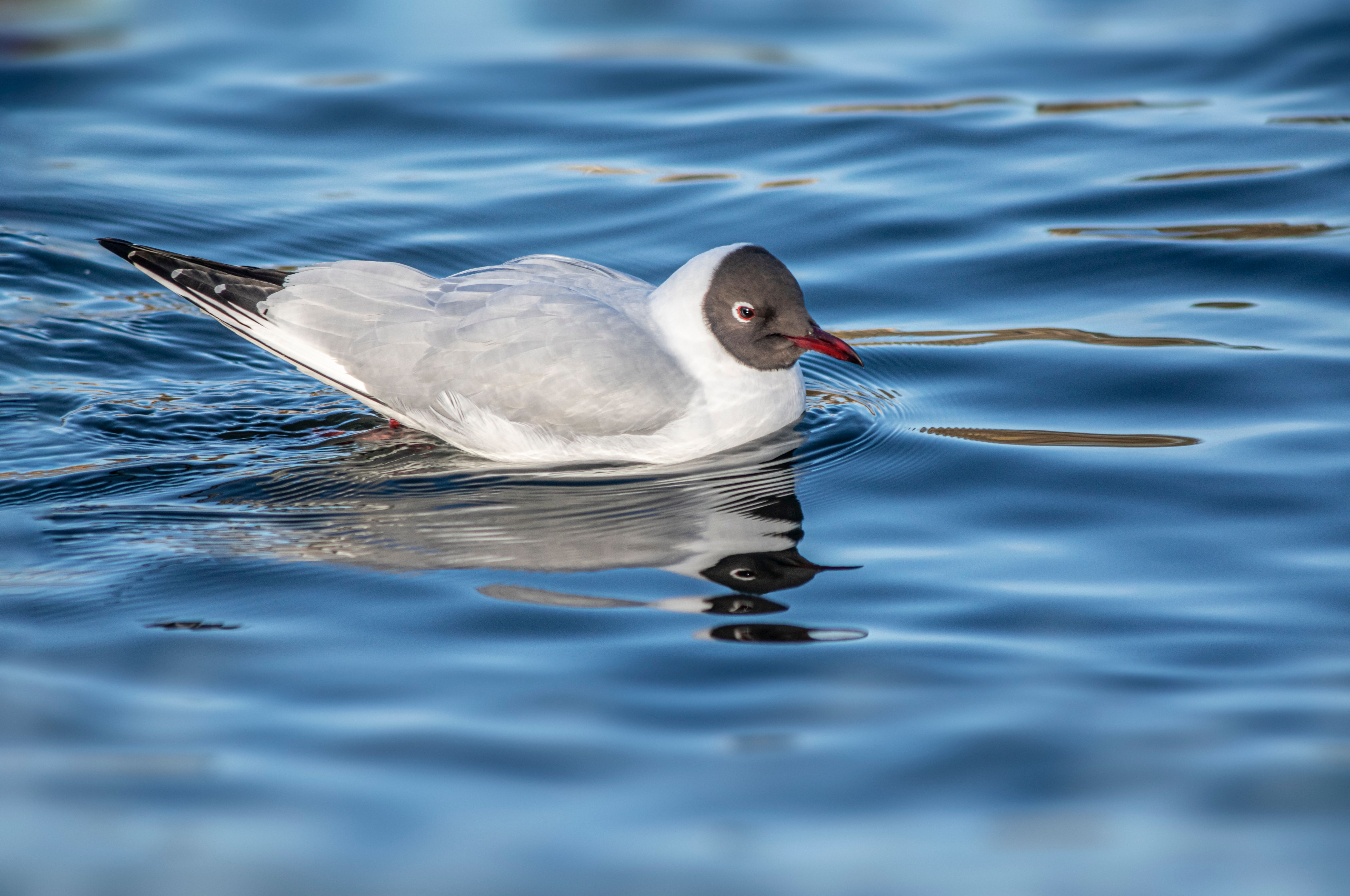 Close-up of a Black-Headed Gull · Free Stock Photo