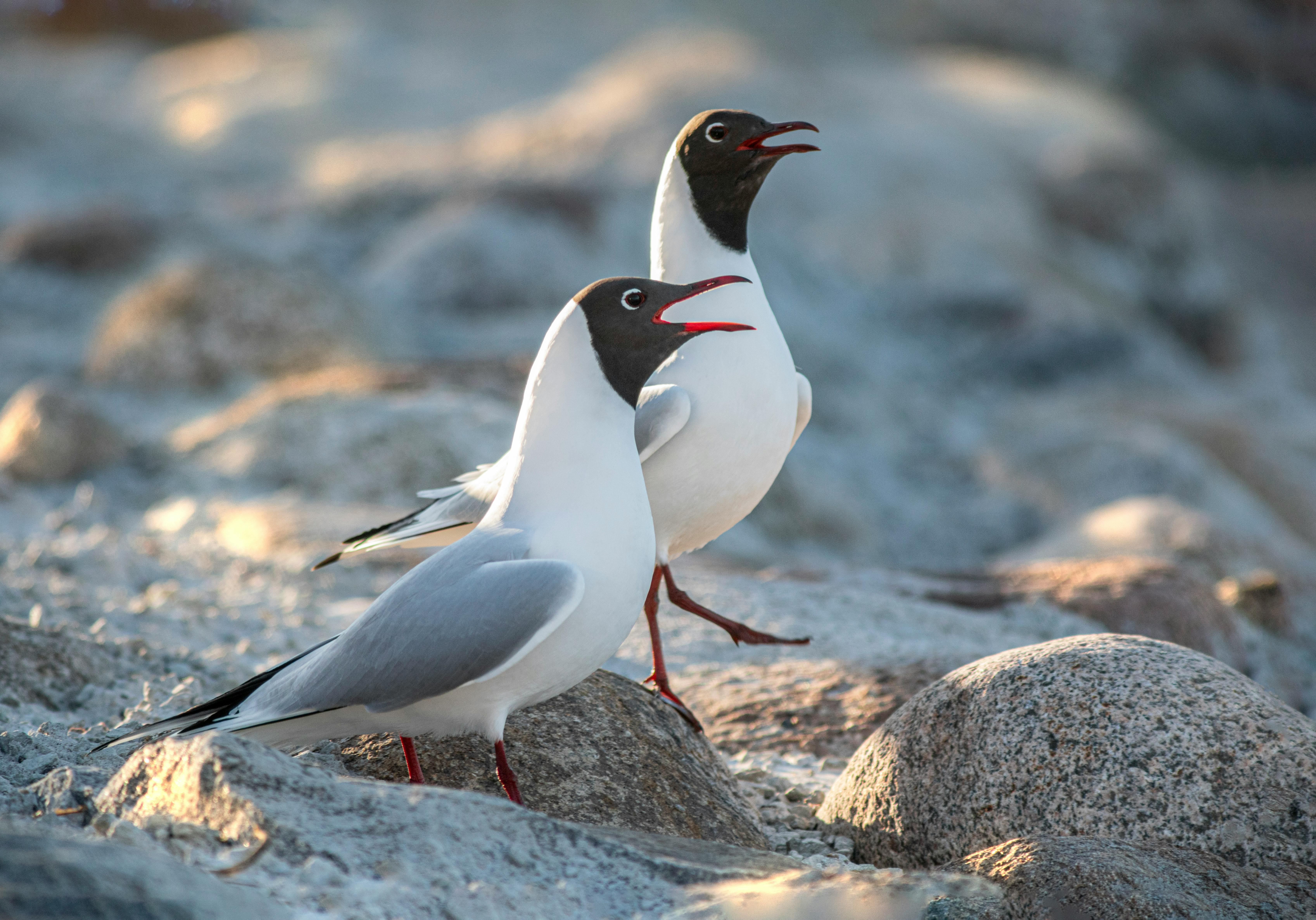 Black-Headed Gulls in Nature · Free Stock Photo