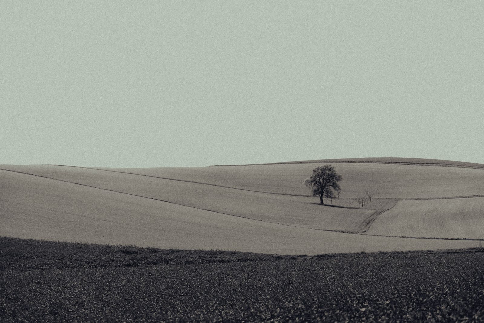 Single Tree Landscape Photos, Download The BEST Free Single Tree ...