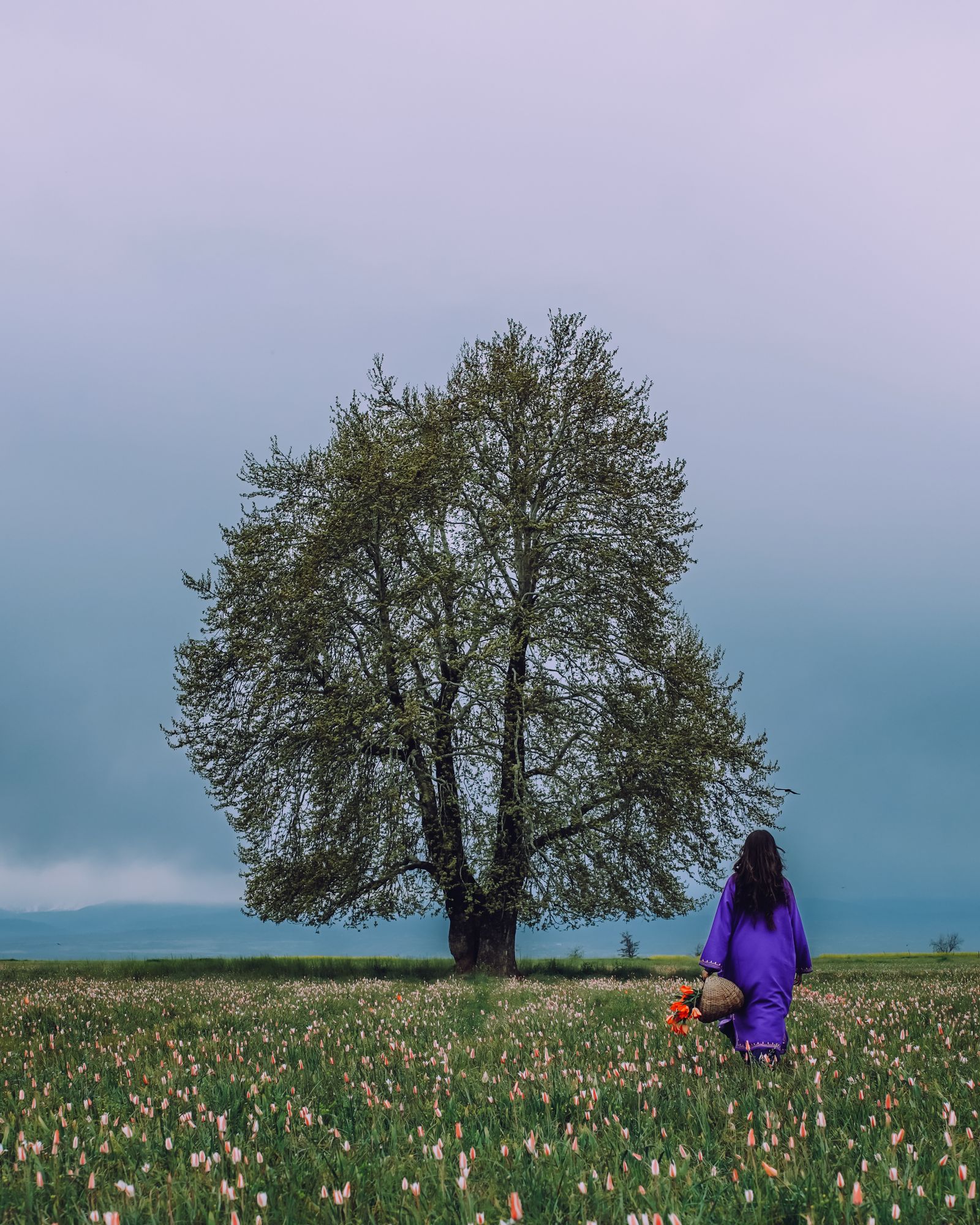 Woman Watching Tree Photos, Download The BEST Free Woman Watching Tree ...