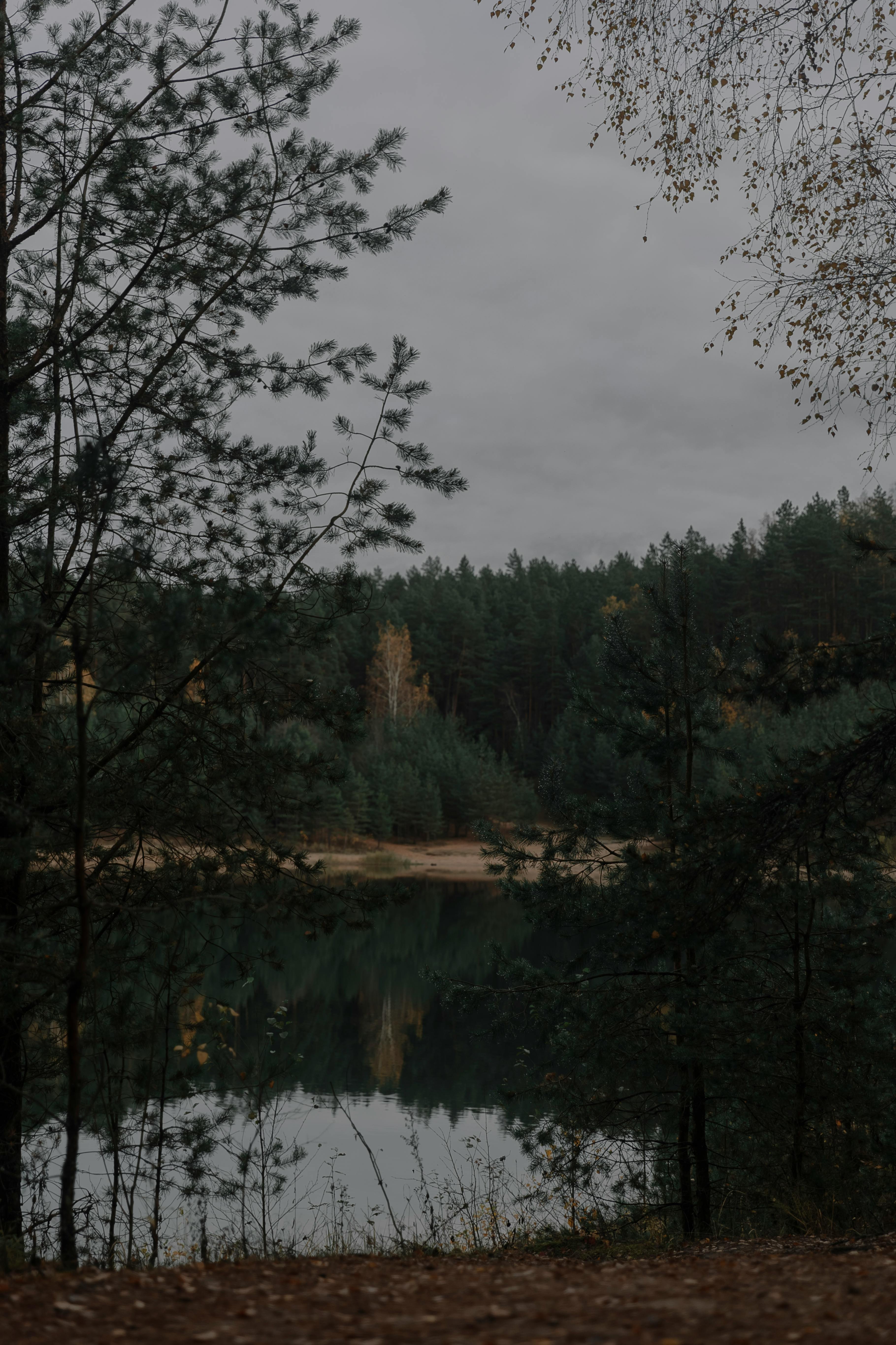 Forest Under Cloudy Sky · Free Stock Photo