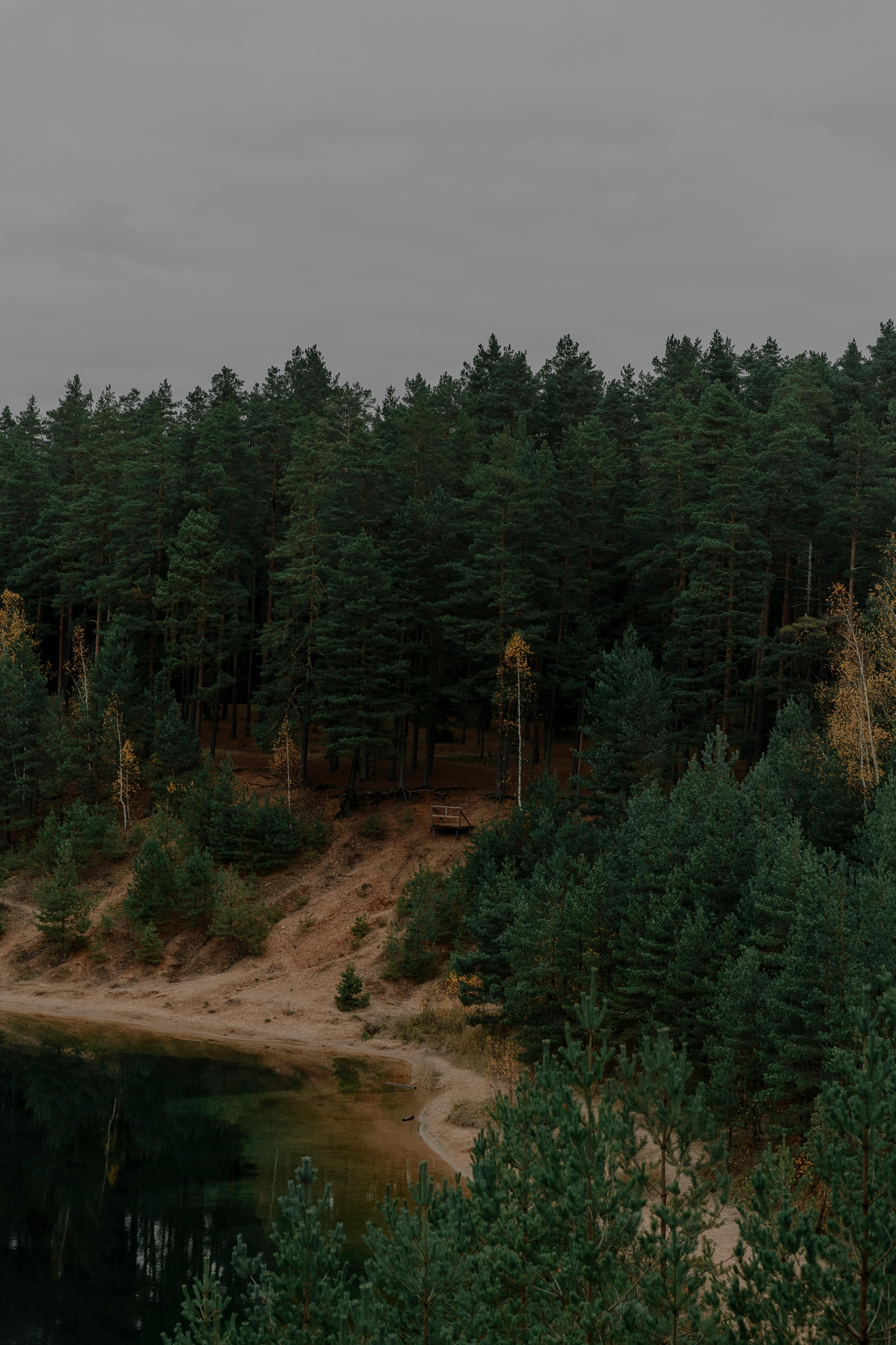 Sand Slope Leading to Lake Shore in Forest · Free Stock Photo