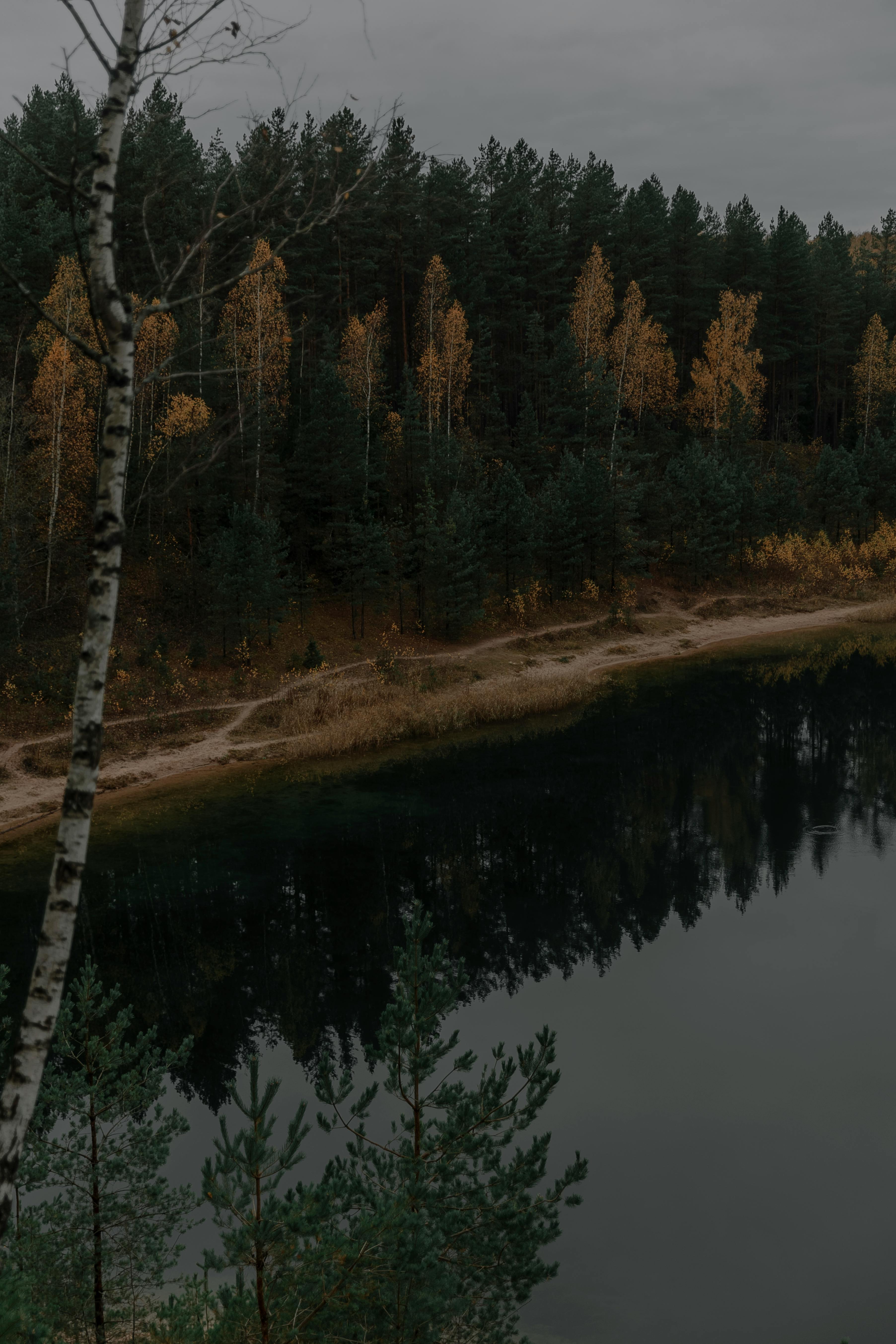 Forest Reflection Photos, Download The BEST Free Forest Reflection ...