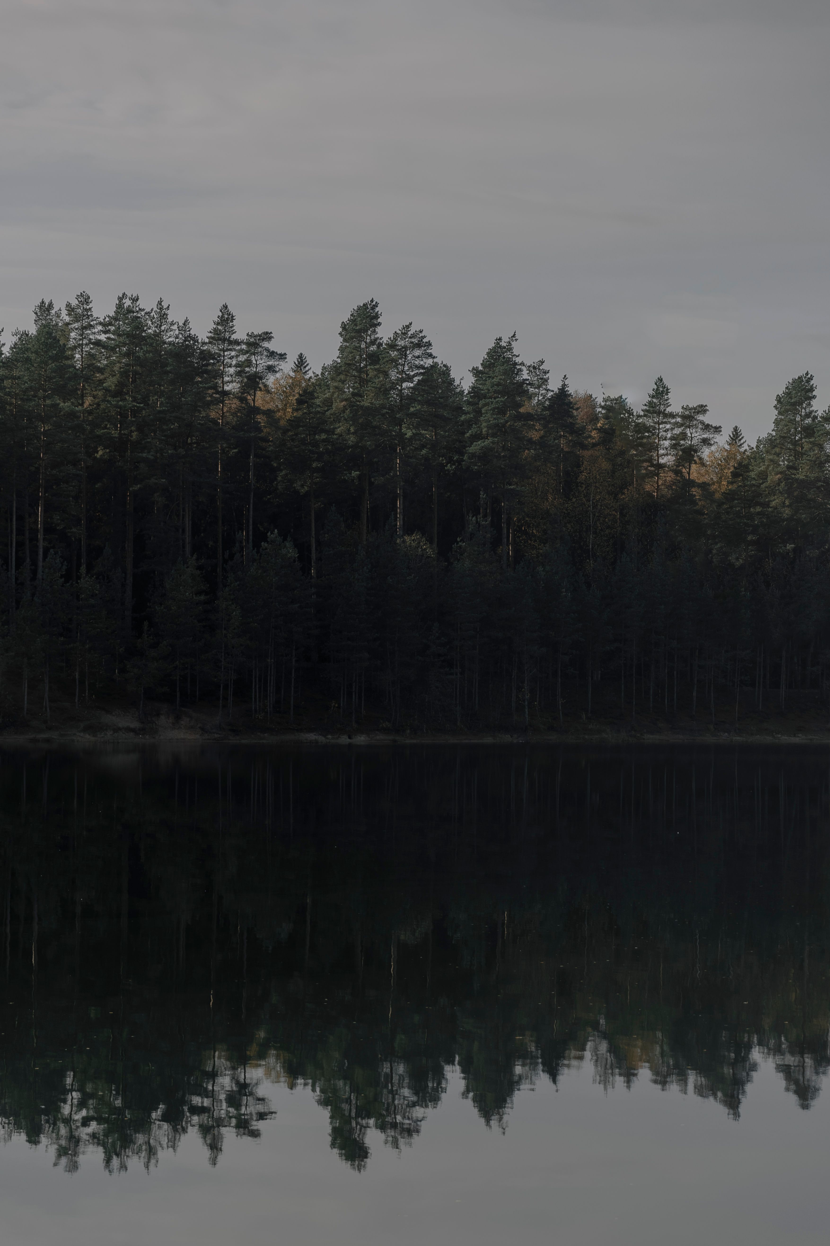 Forest and Lake on an Overcast Day · Free Stock Photo