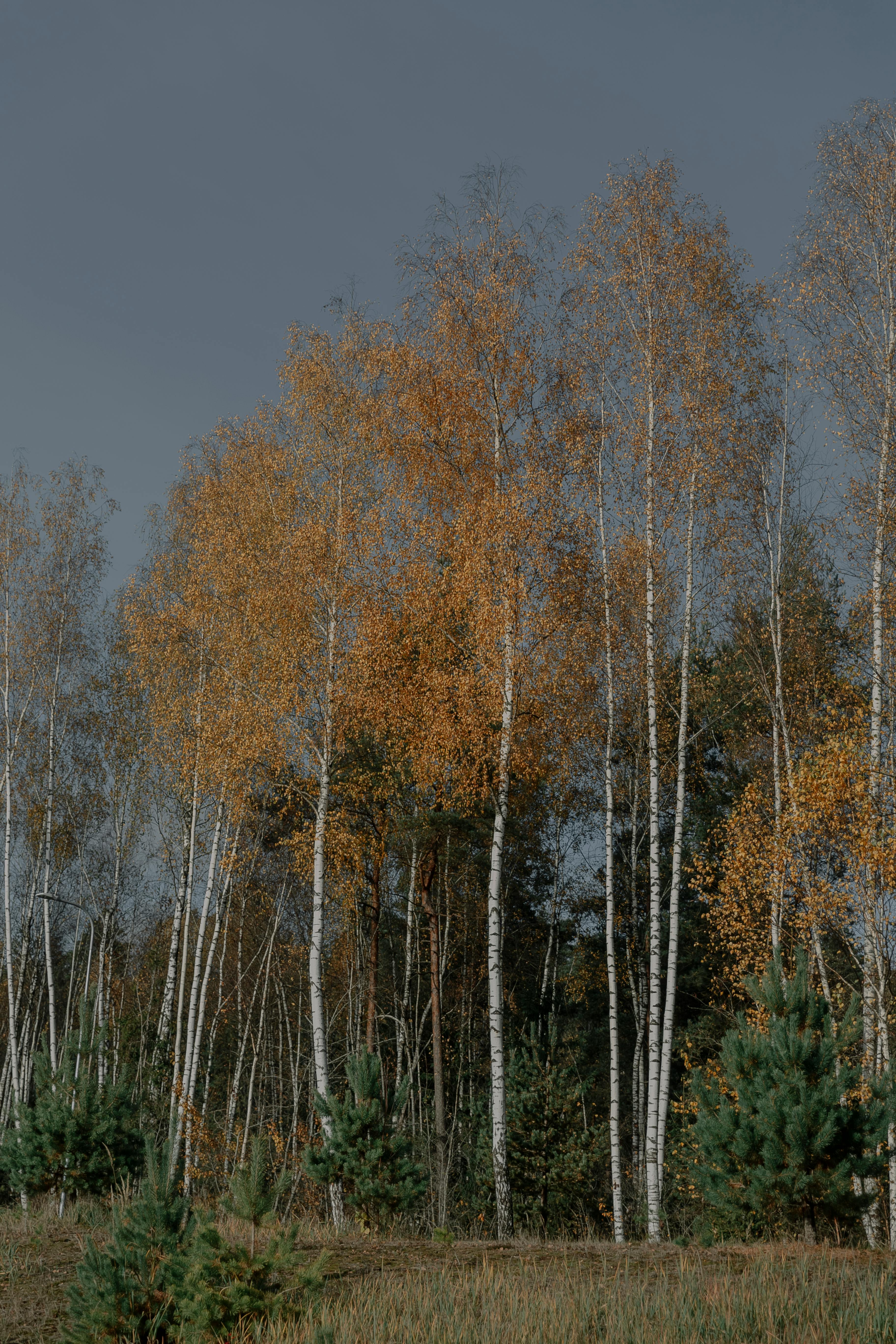 Tall Birch Trees Growing on Edge of Forest · Free Stock Photo