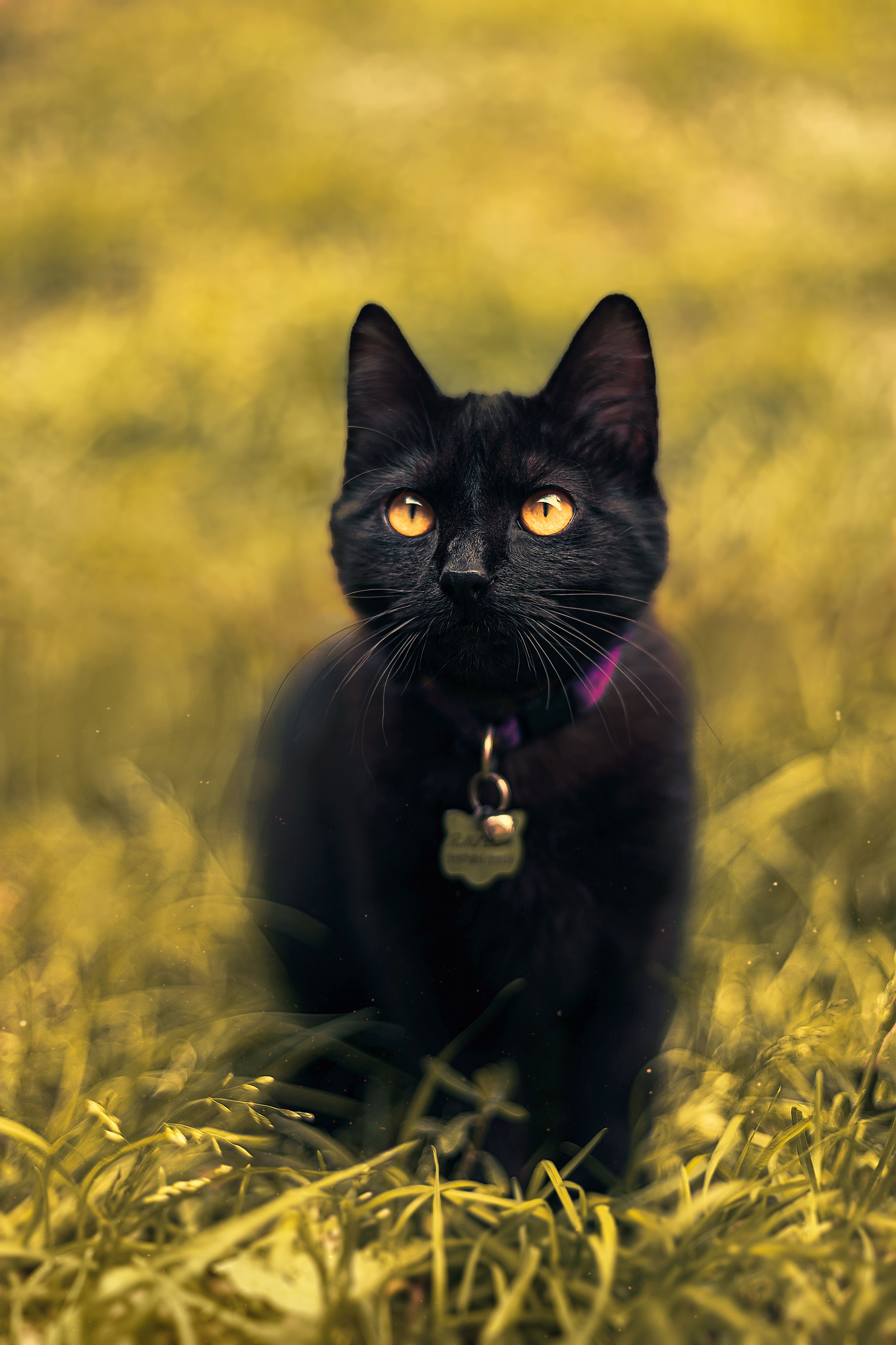 Cute White Cat Running on a Yard · Free Stock Photo