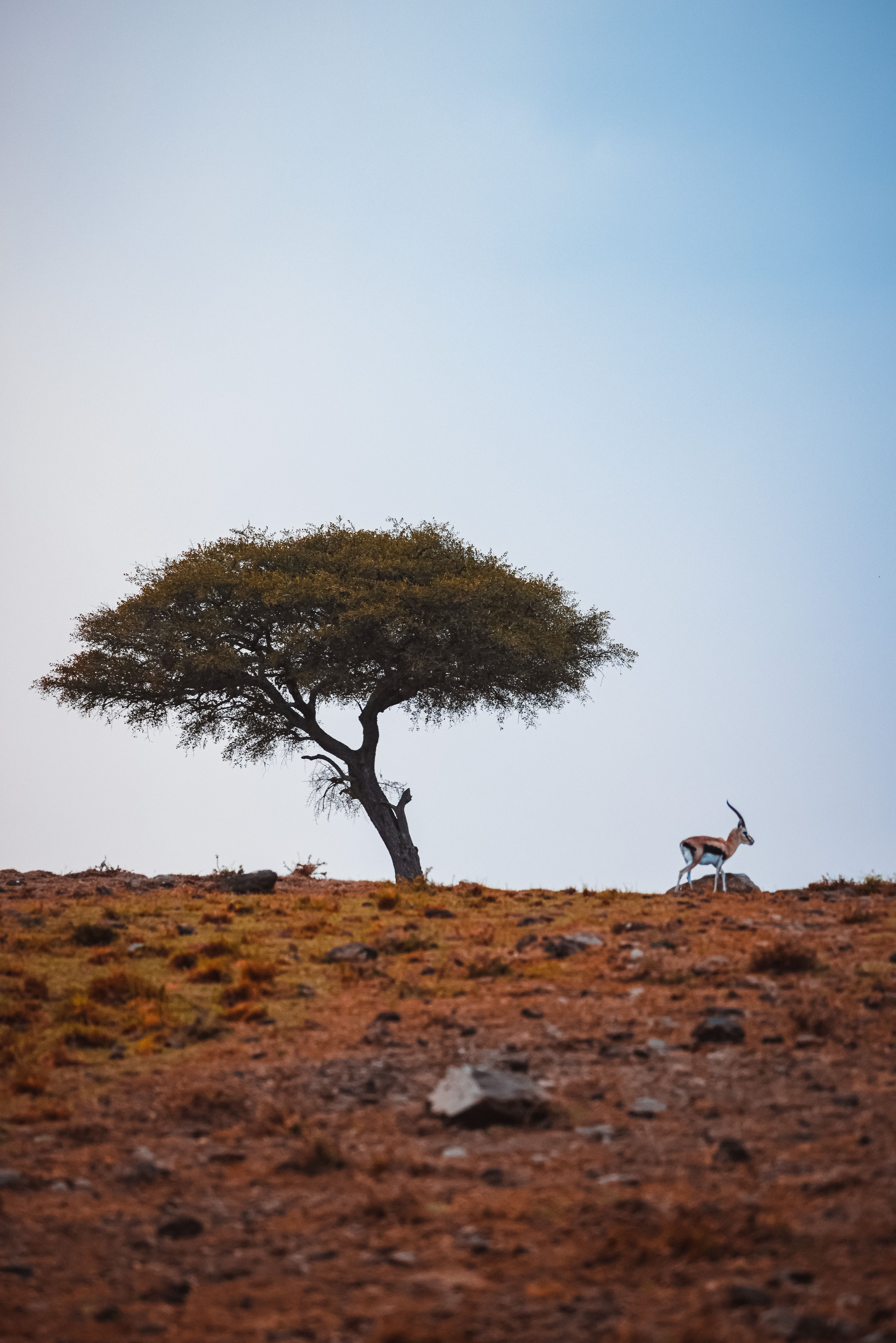 Single Tree and Antelope on Savanna · Free Stock Photo