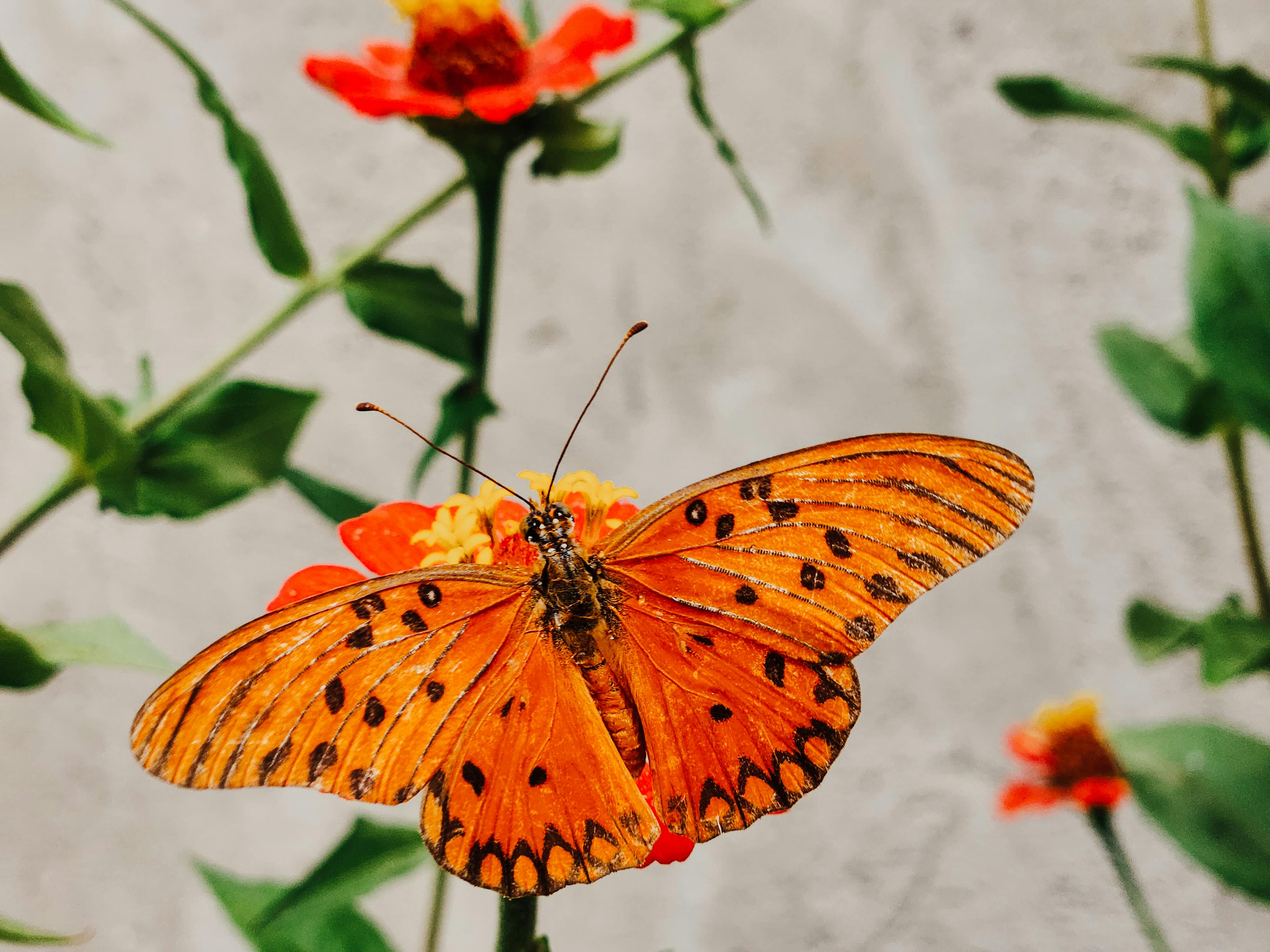 Claiton Conto - 攝影