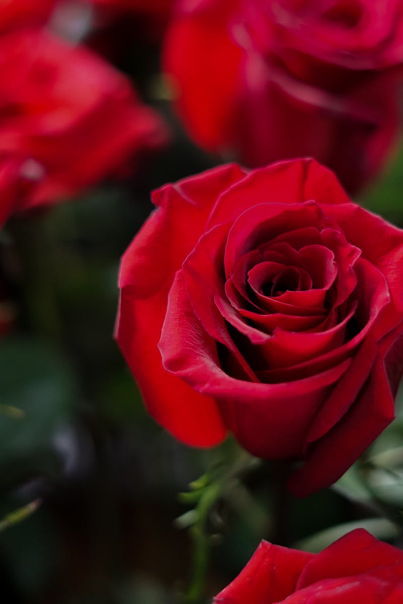 Japan Roses Photos, Download The BEST Free Japan Roses Stock Photos ...