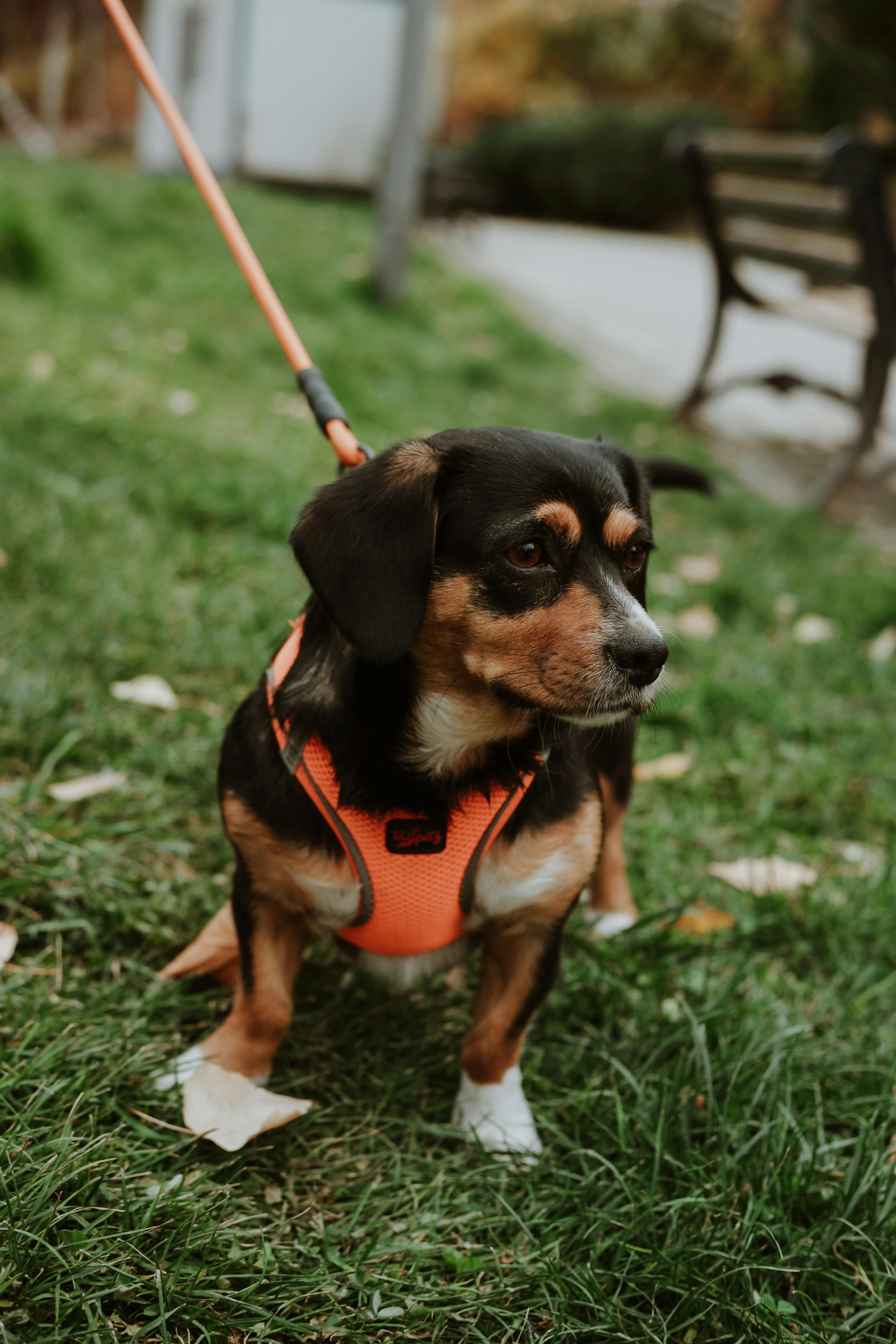 Dog on Leash · Free Stock Photo
